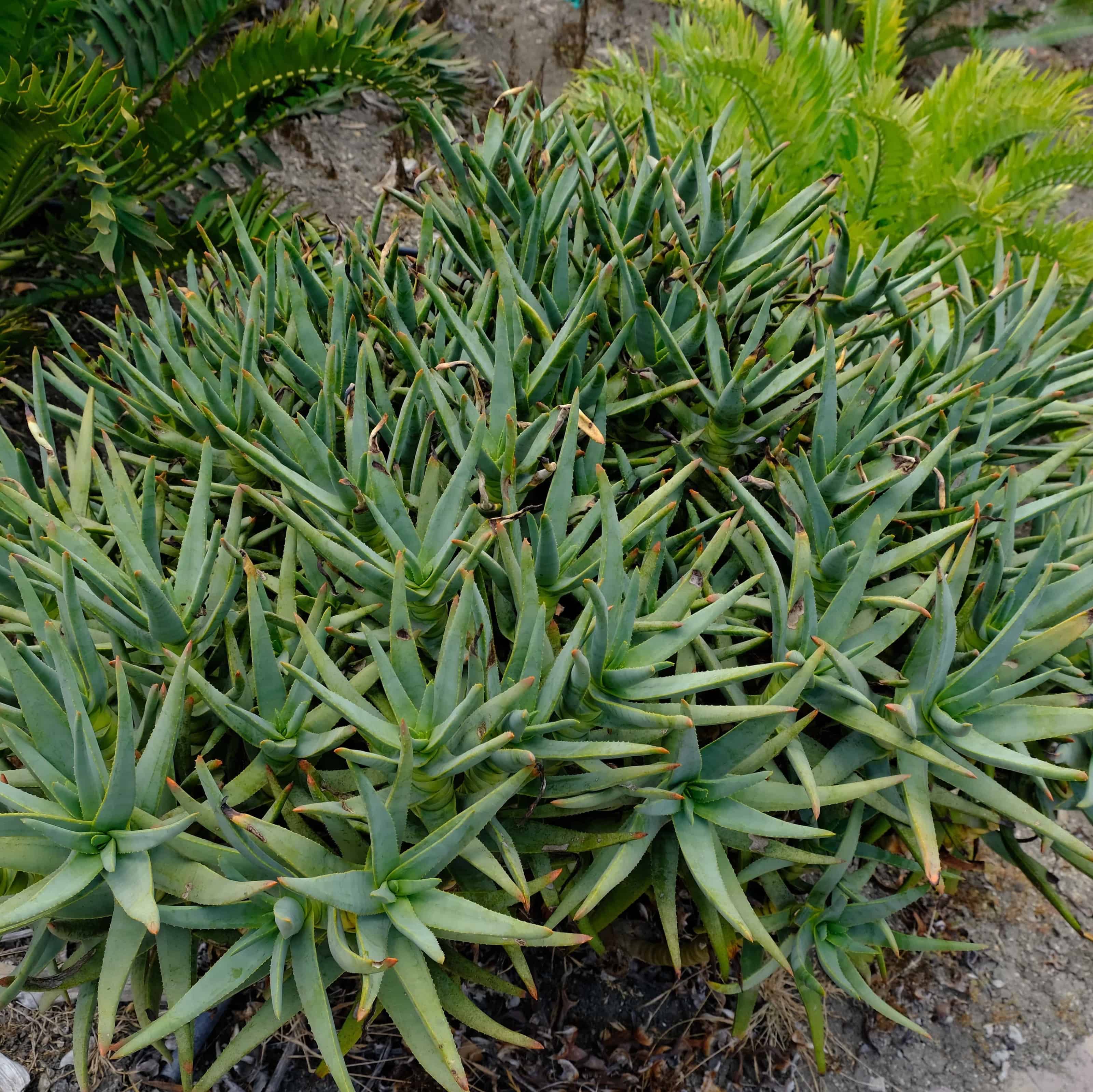 Aloes Specimen Gallery
