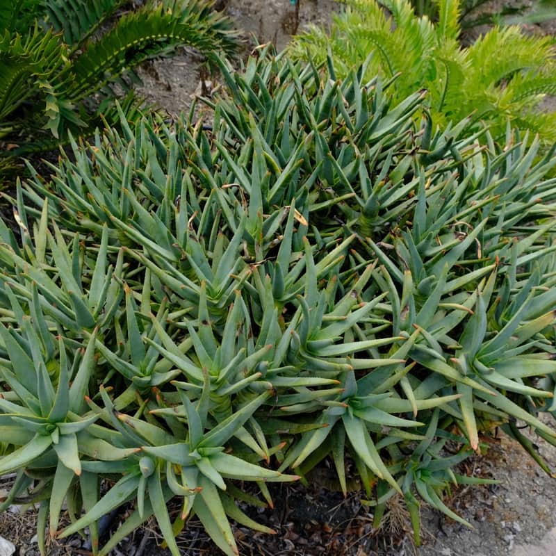 Aloes: Aloe rubroviolacea