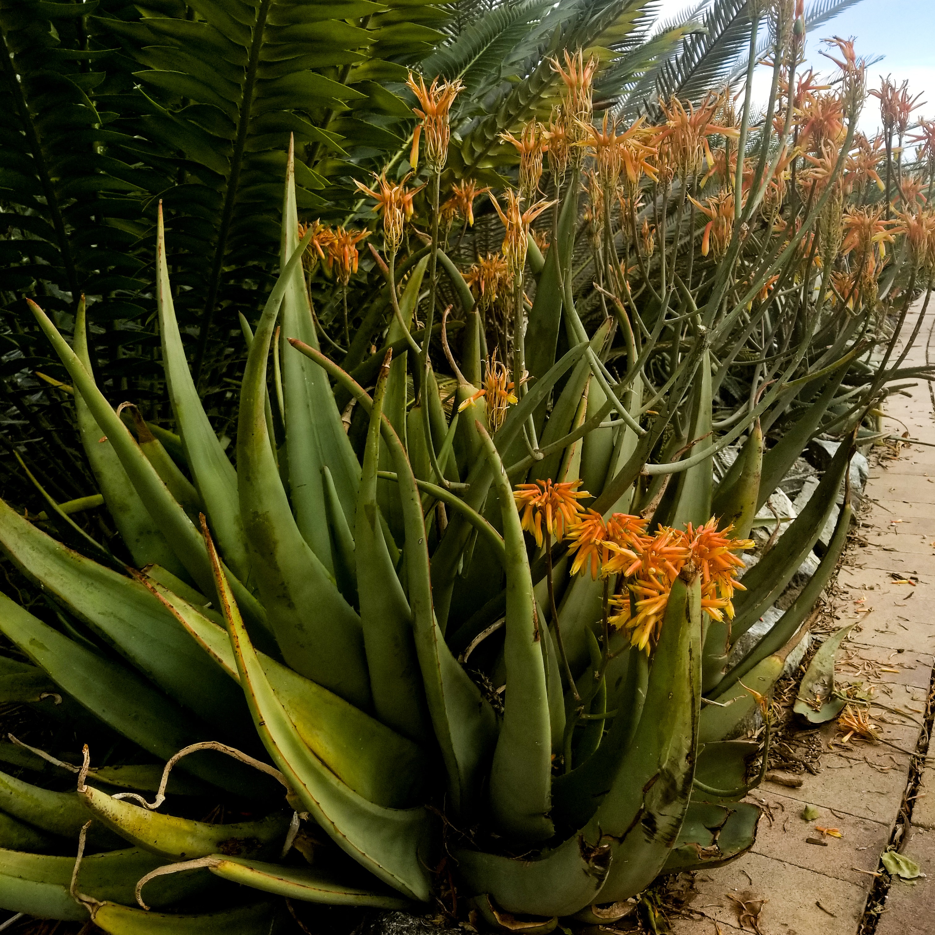Aloes Specimen Gallery