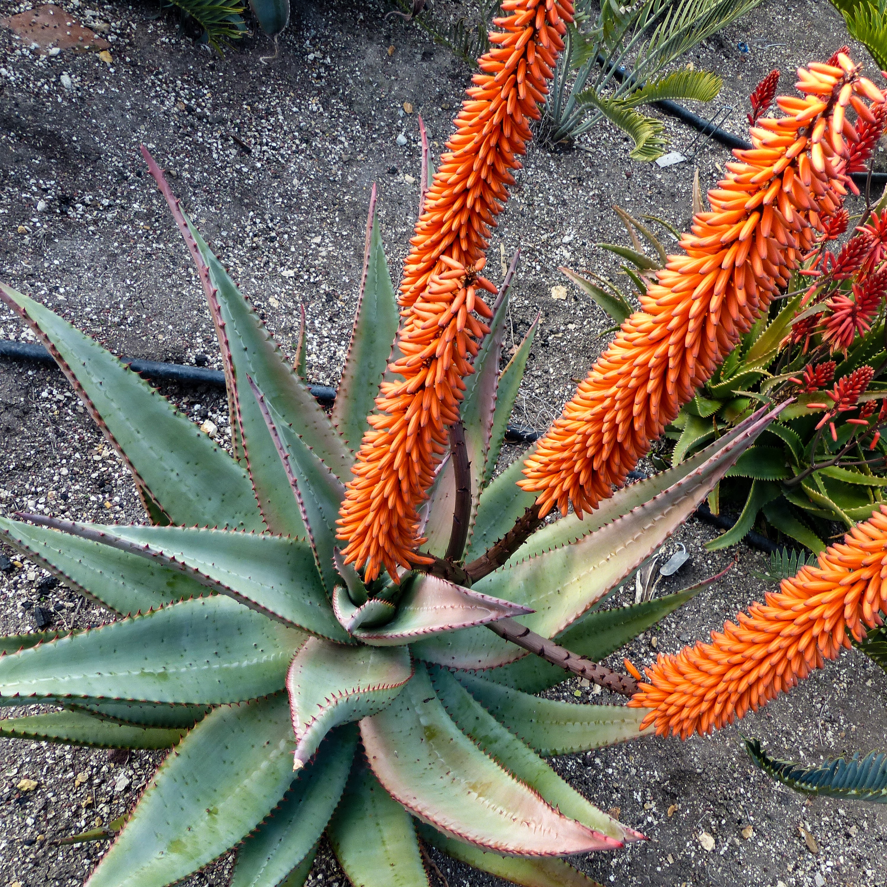 Aloes: Aloe ferox