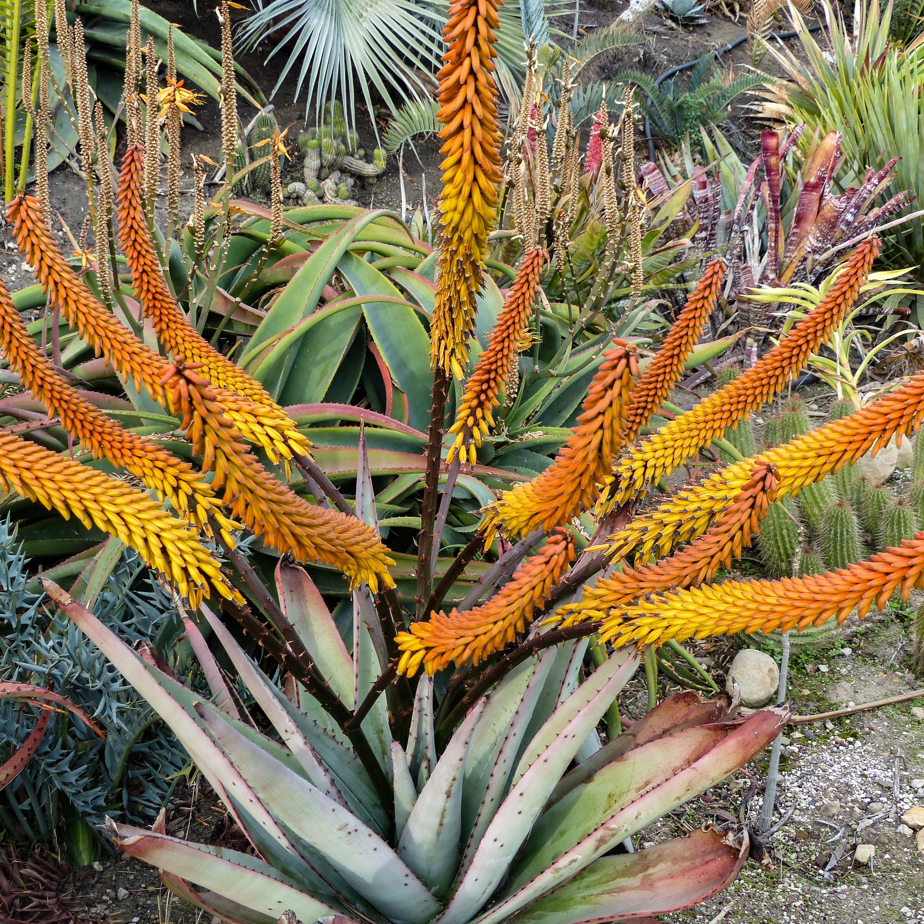 Aloes Specimen Gallery
