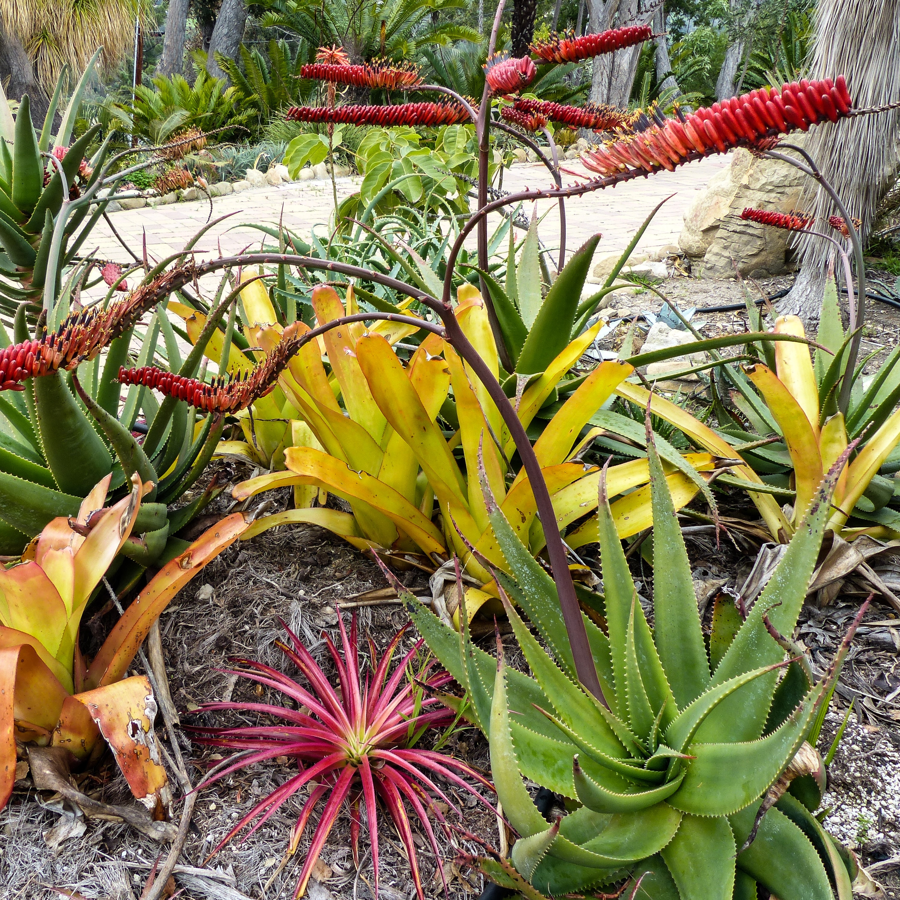 Aloes: Aloe alooides