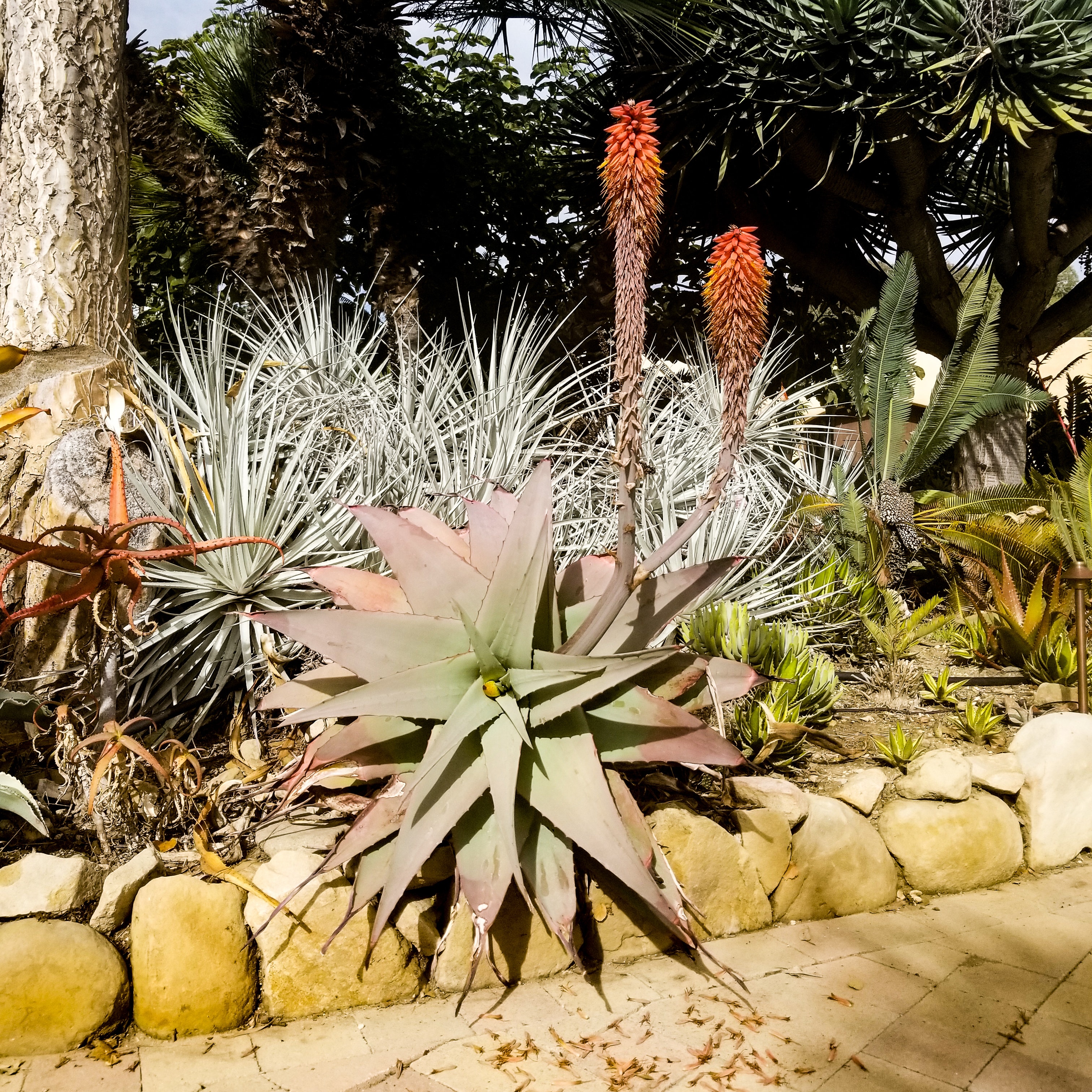 Aloes Specimen Gallery