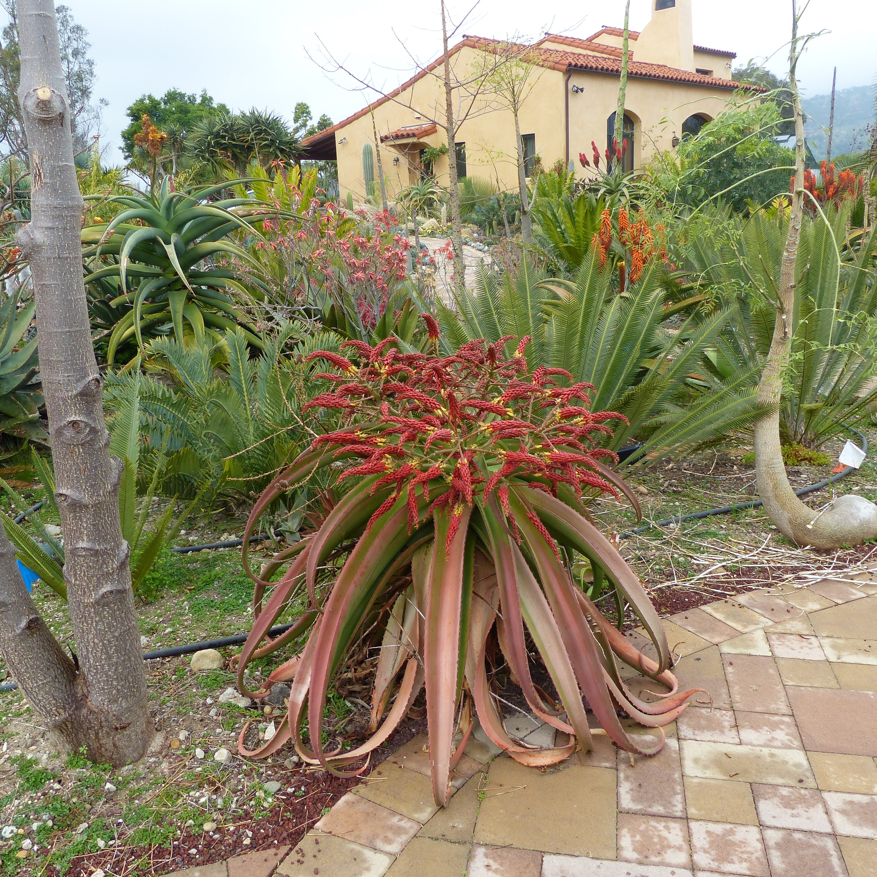 Aloes Specimen Gallery