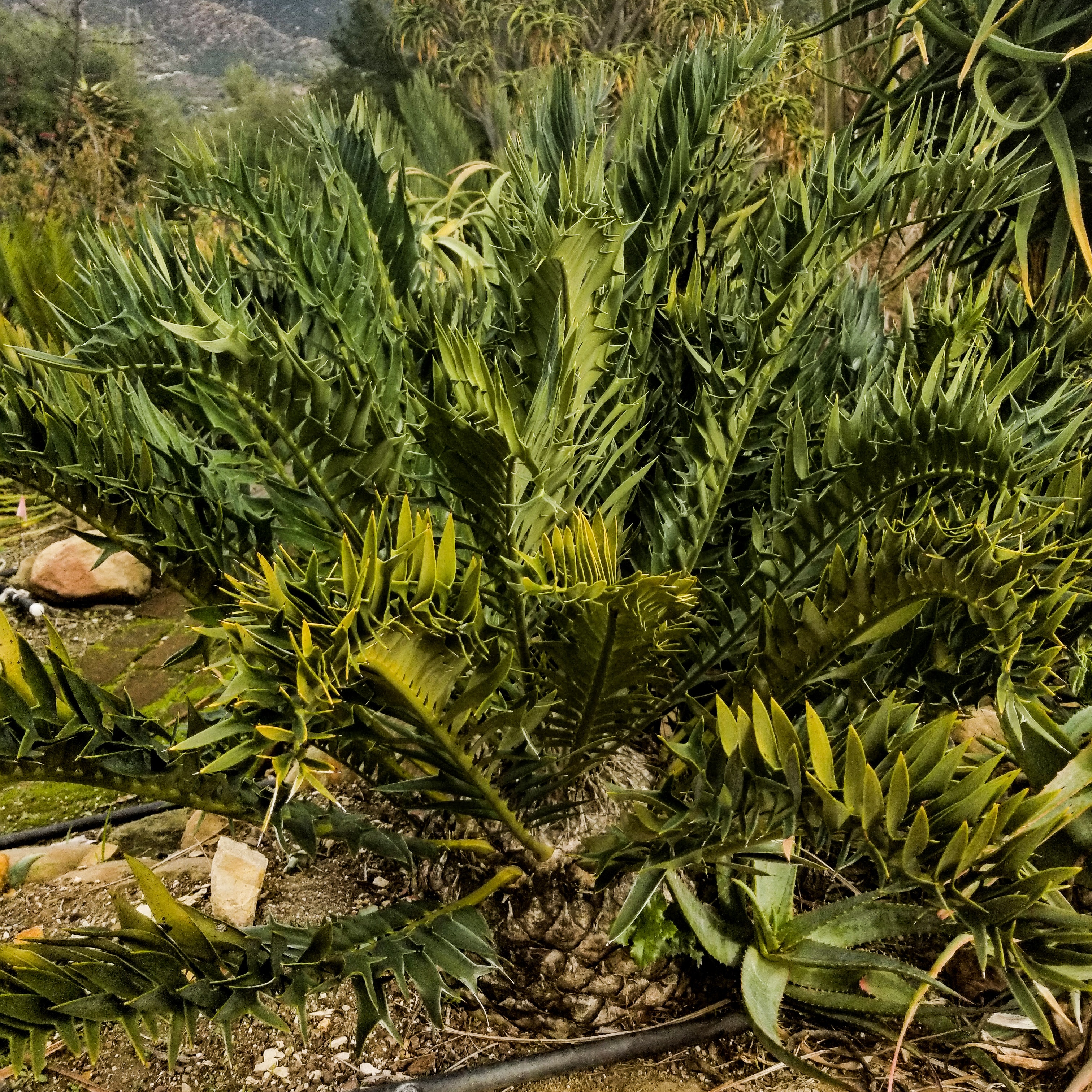 Cycads: Encephalartos natalensis
