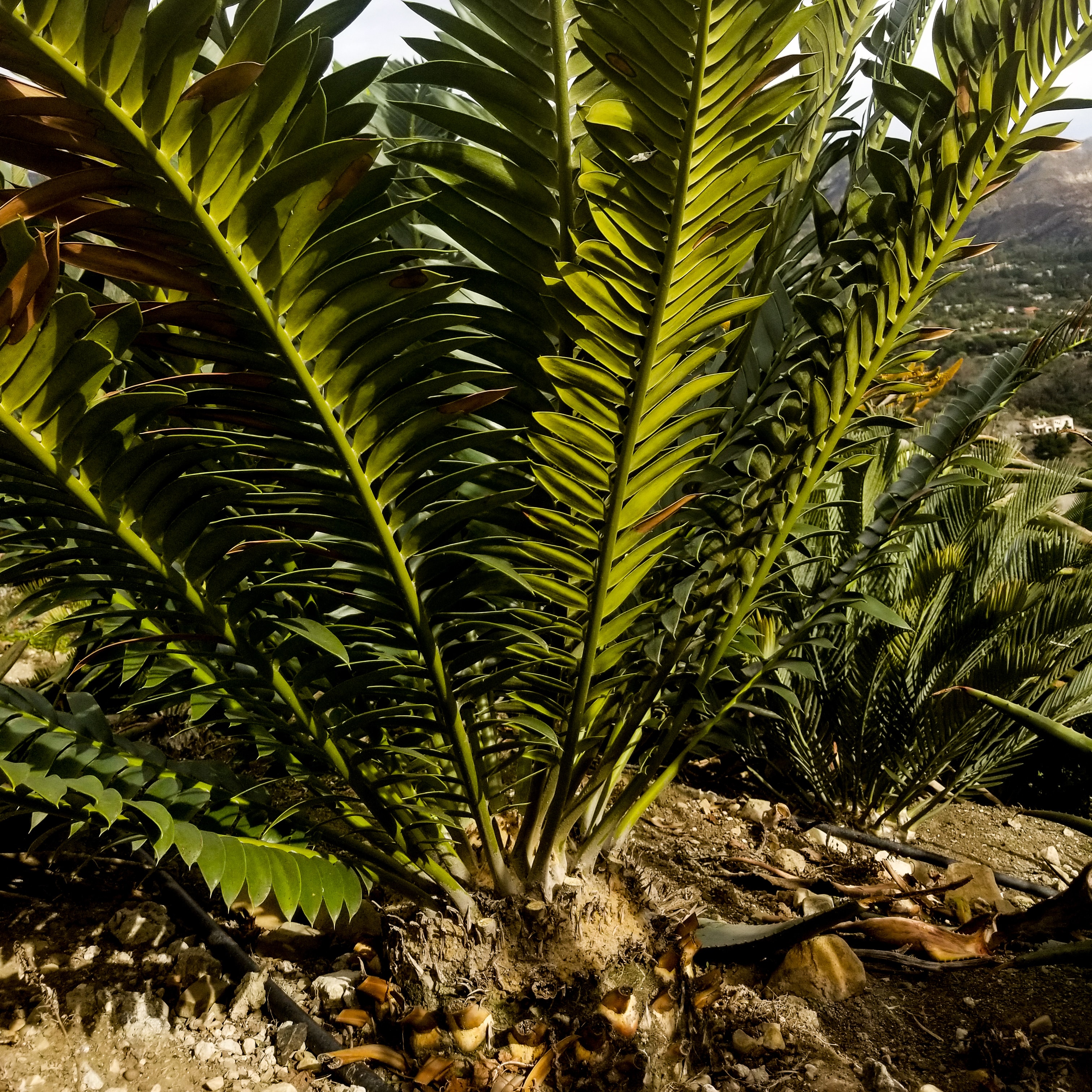 Cycads: Encephalartos kisambo