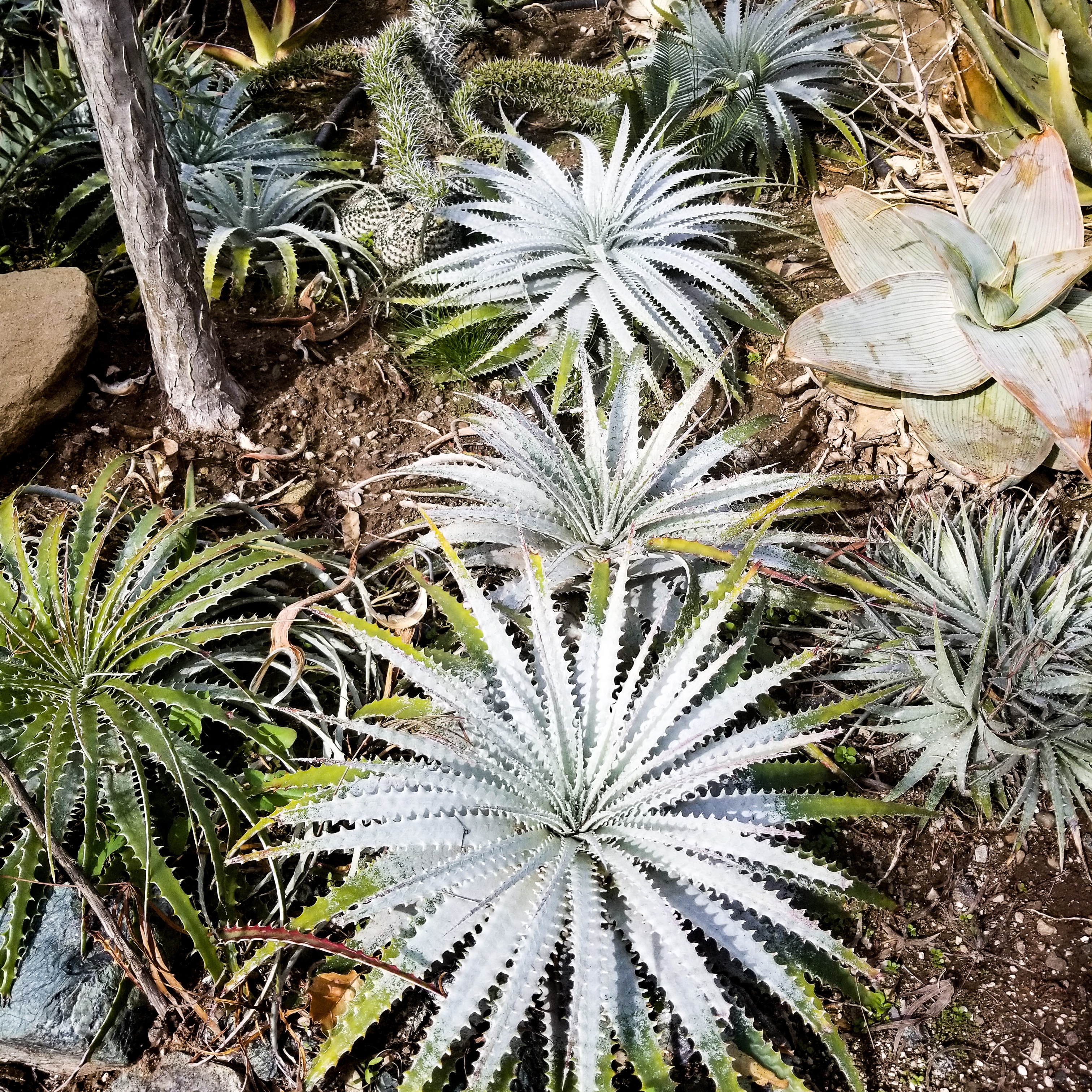 Agave and Hechtia: Hechtia lanata