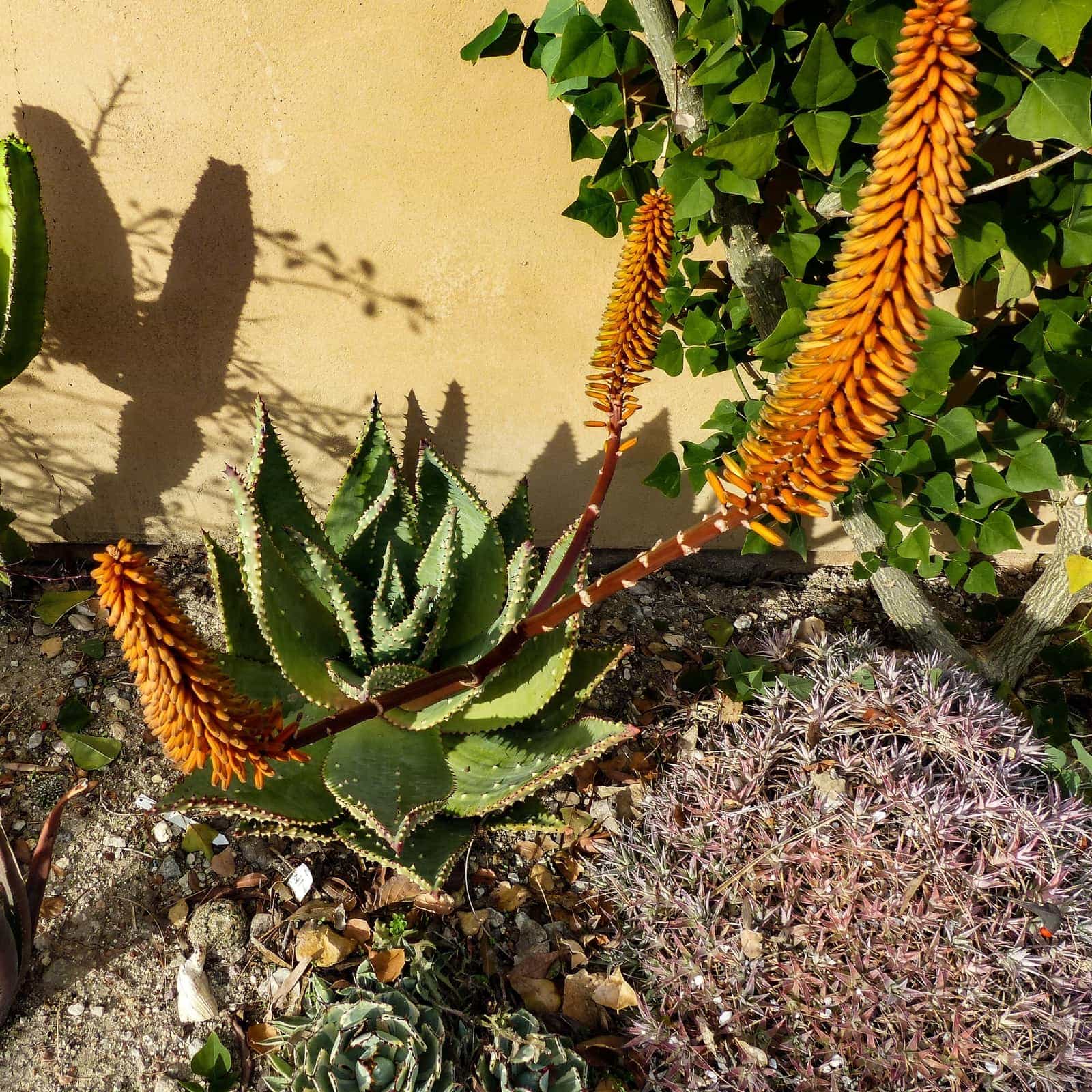 Aloes: Aloe barberae
