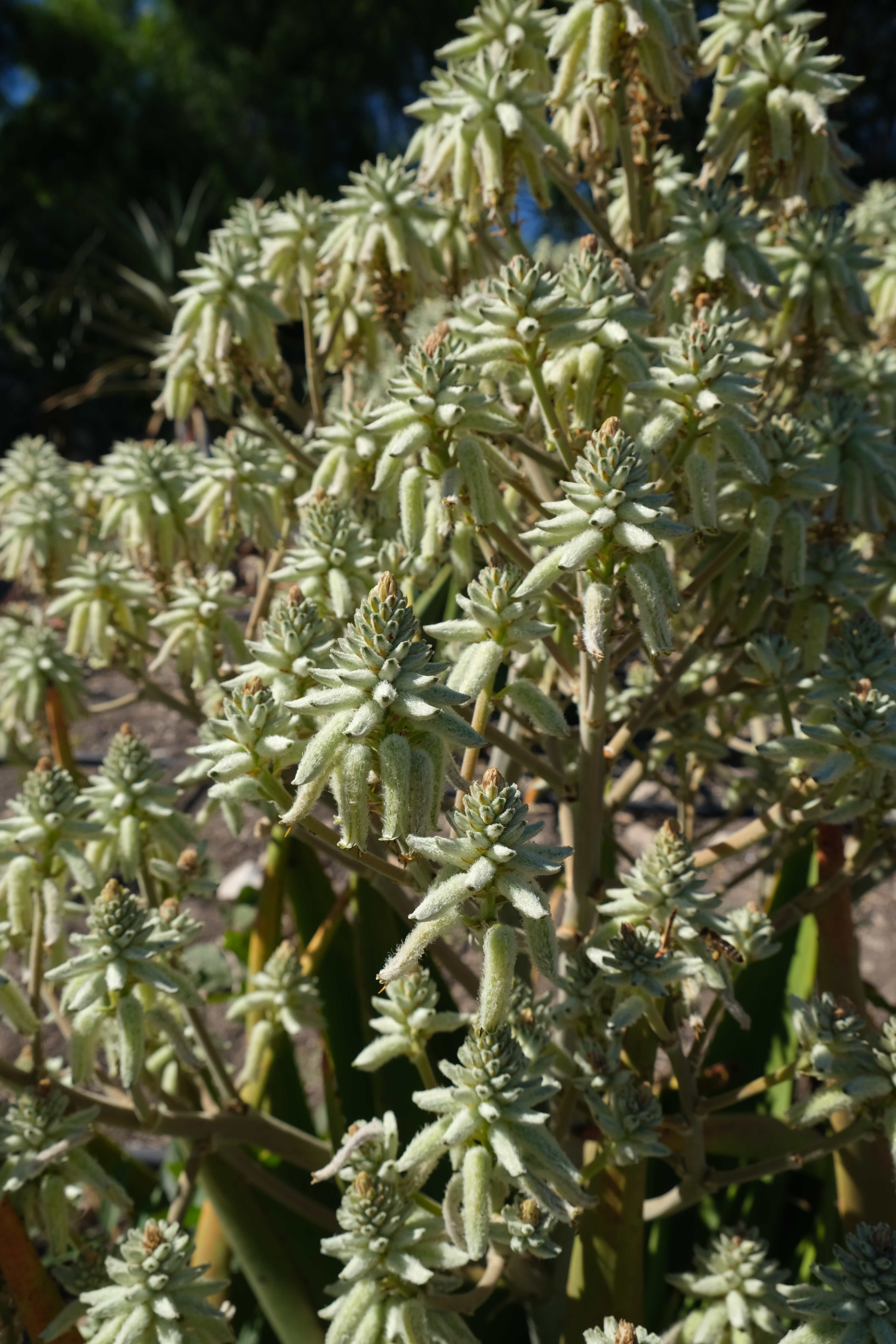 Aloes: Aloe tomentosa