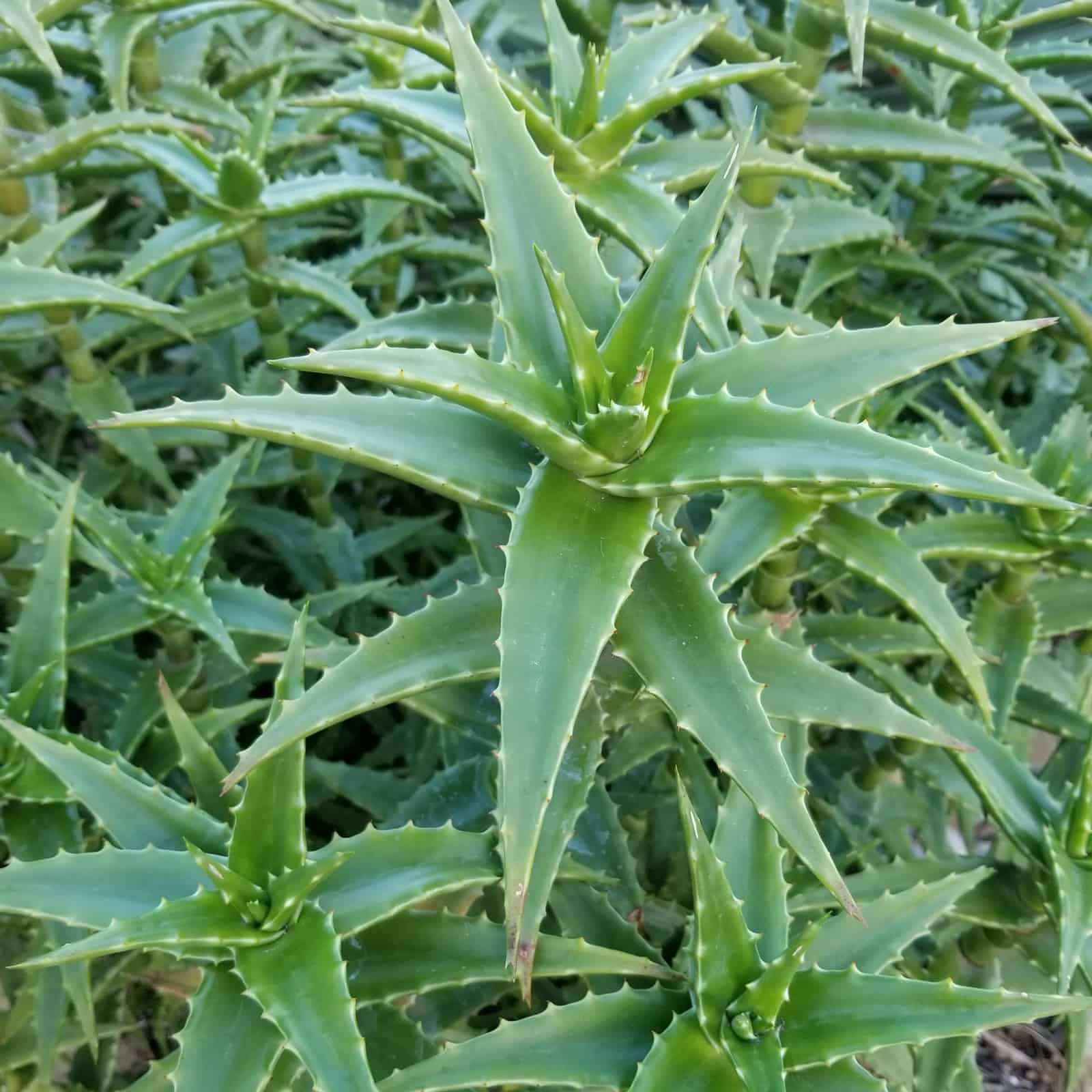 Aloes Specimen Gallery