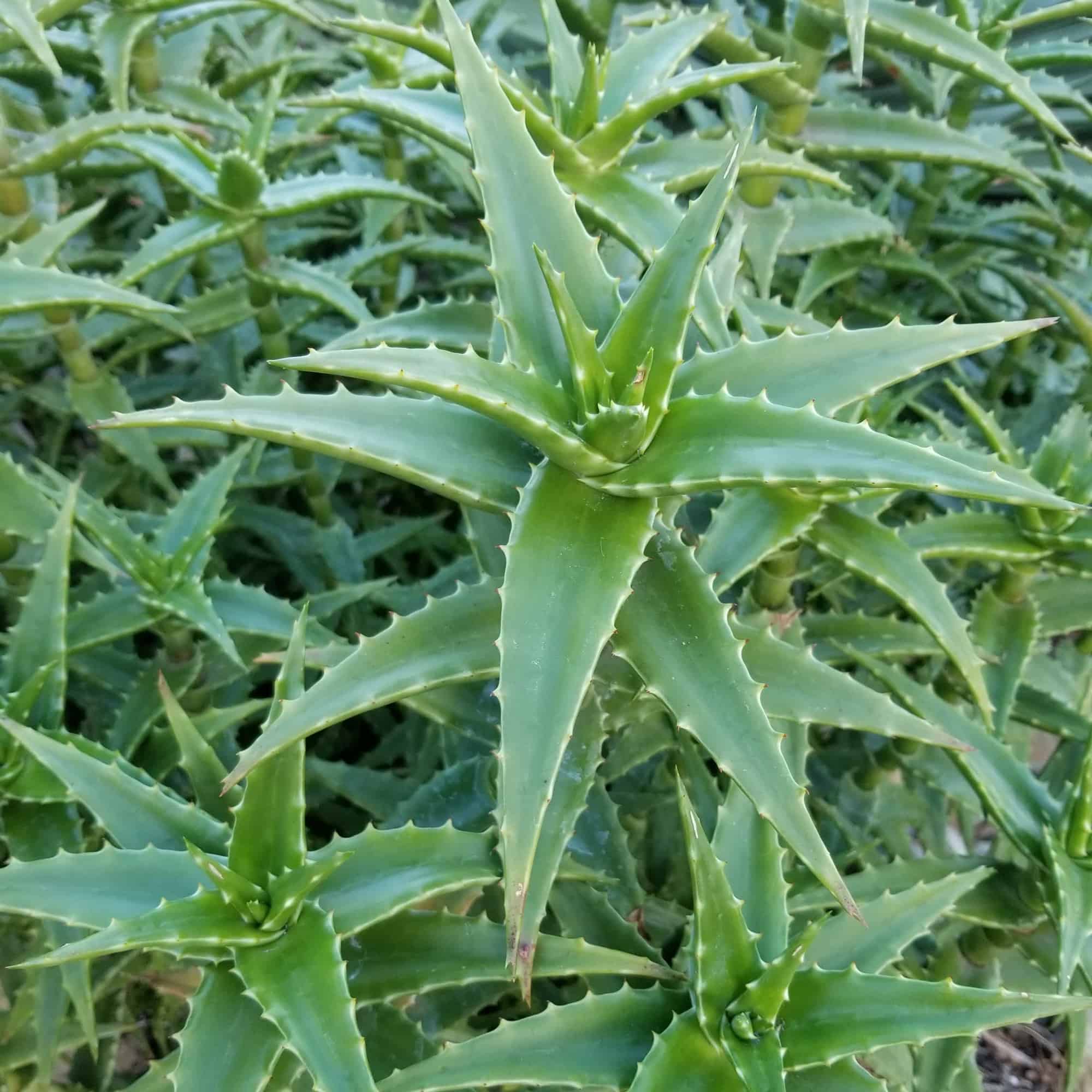Aloes: Aloe "Hercules"