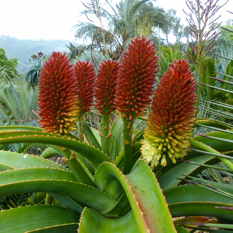 Aloes: Aloe "Hercules"