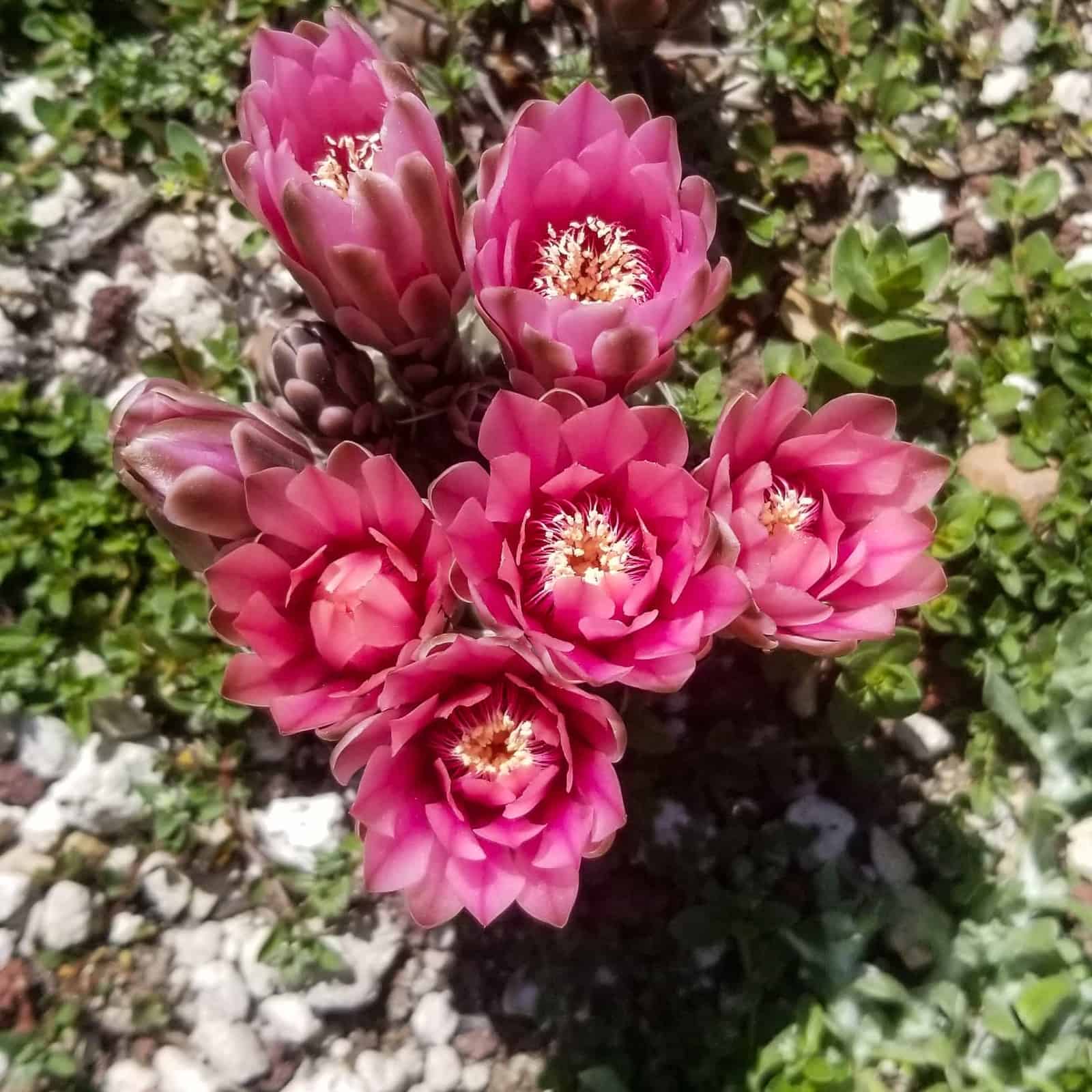 Cactus and Succulents: Cyphostemma juttae