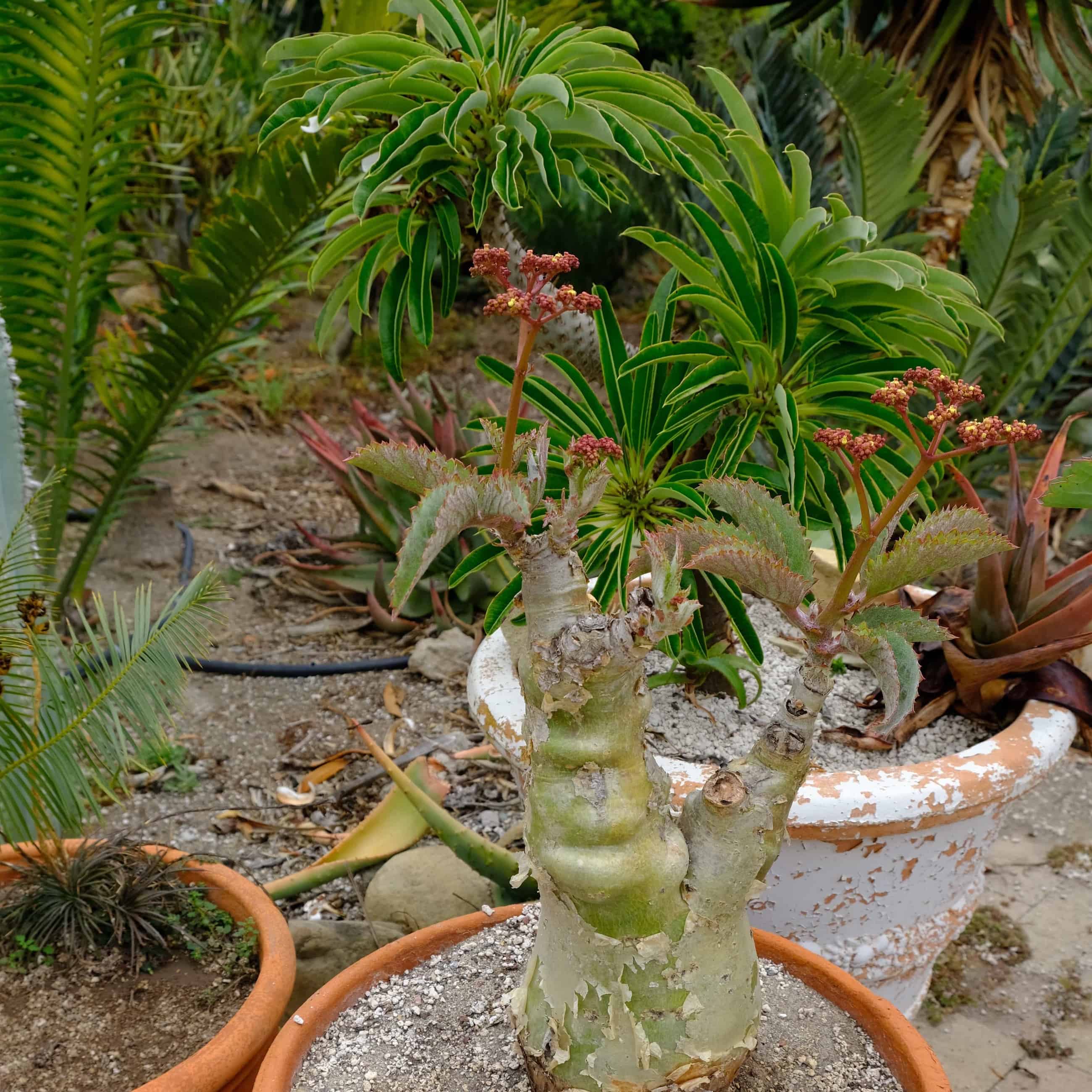 Cactus and Succulents: Cyphostemma juttae