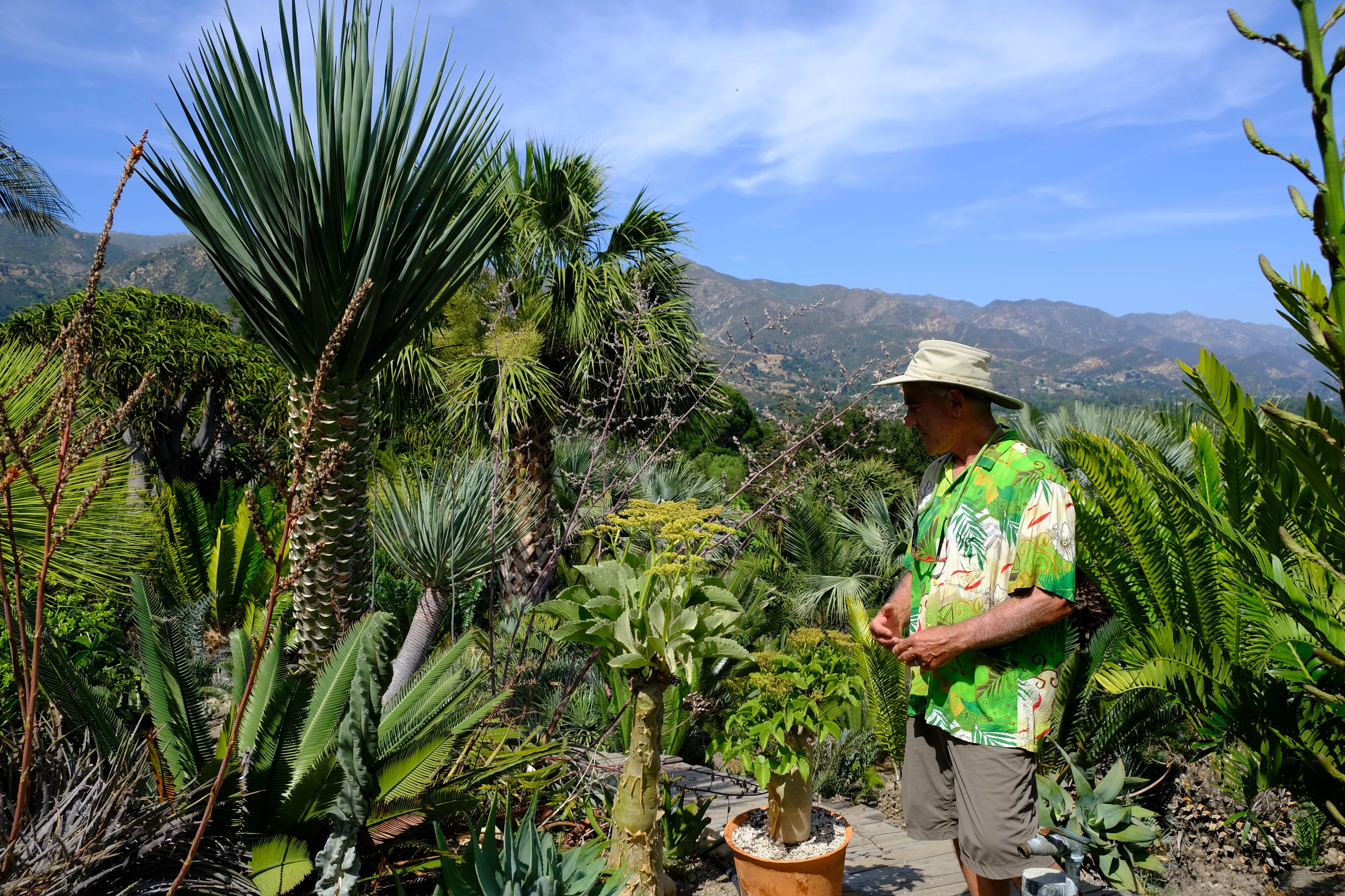 Cactus and Succulents: Cyphostemma currorii