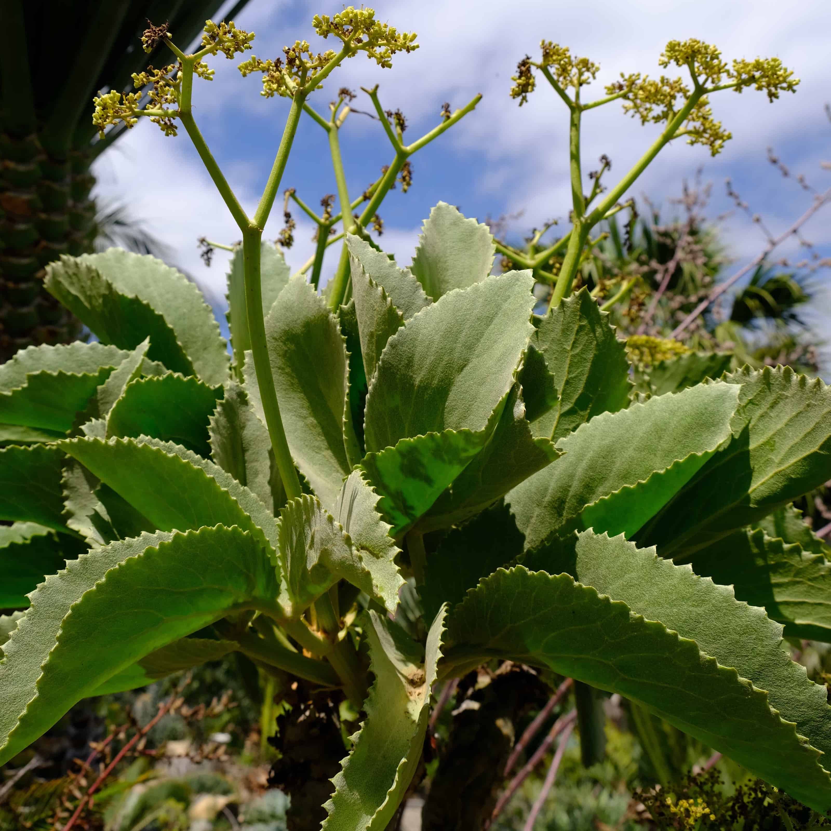 Cactus and Succulents: Cyphostemma bainesii