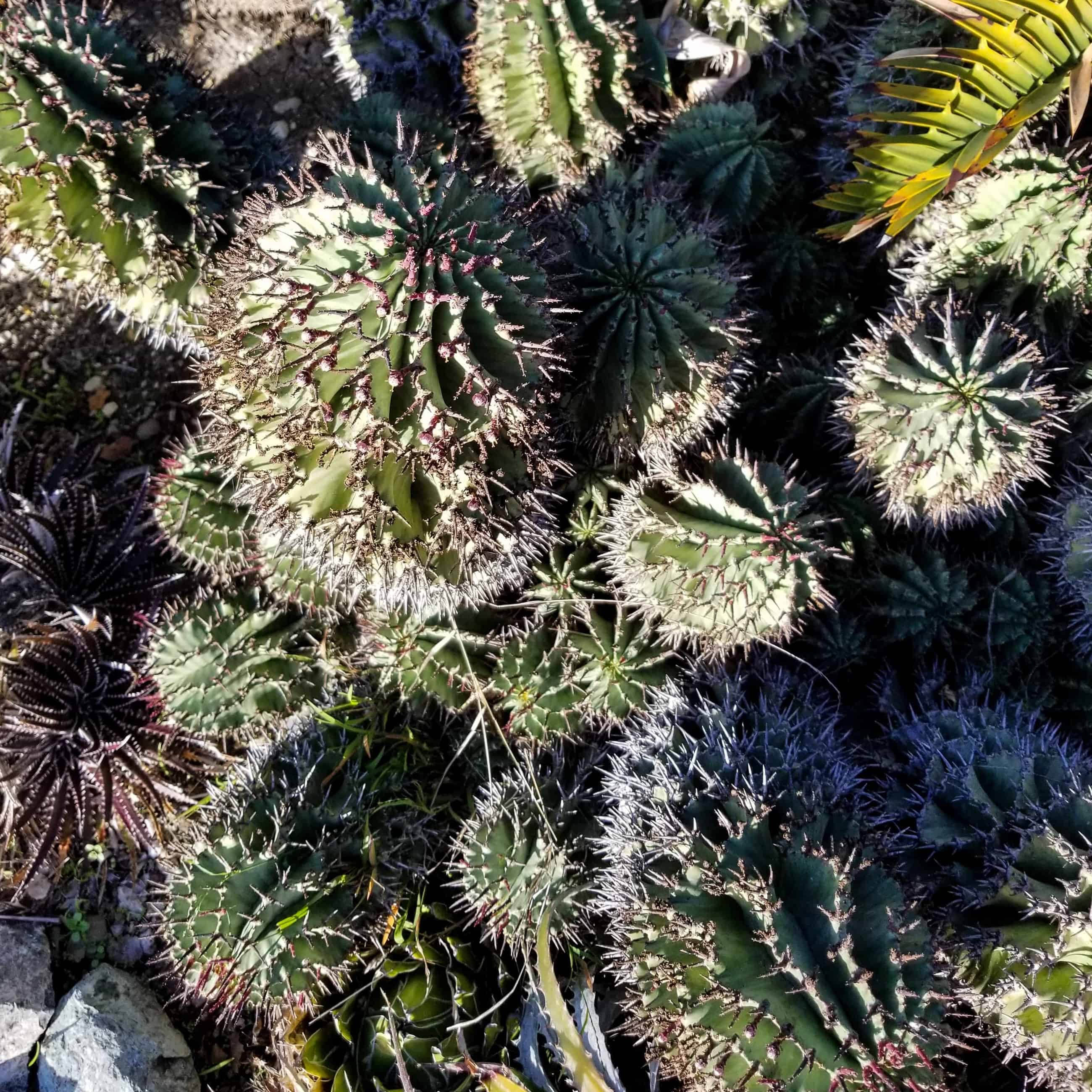 Cactus and Succulents: Cyphostemma juttae