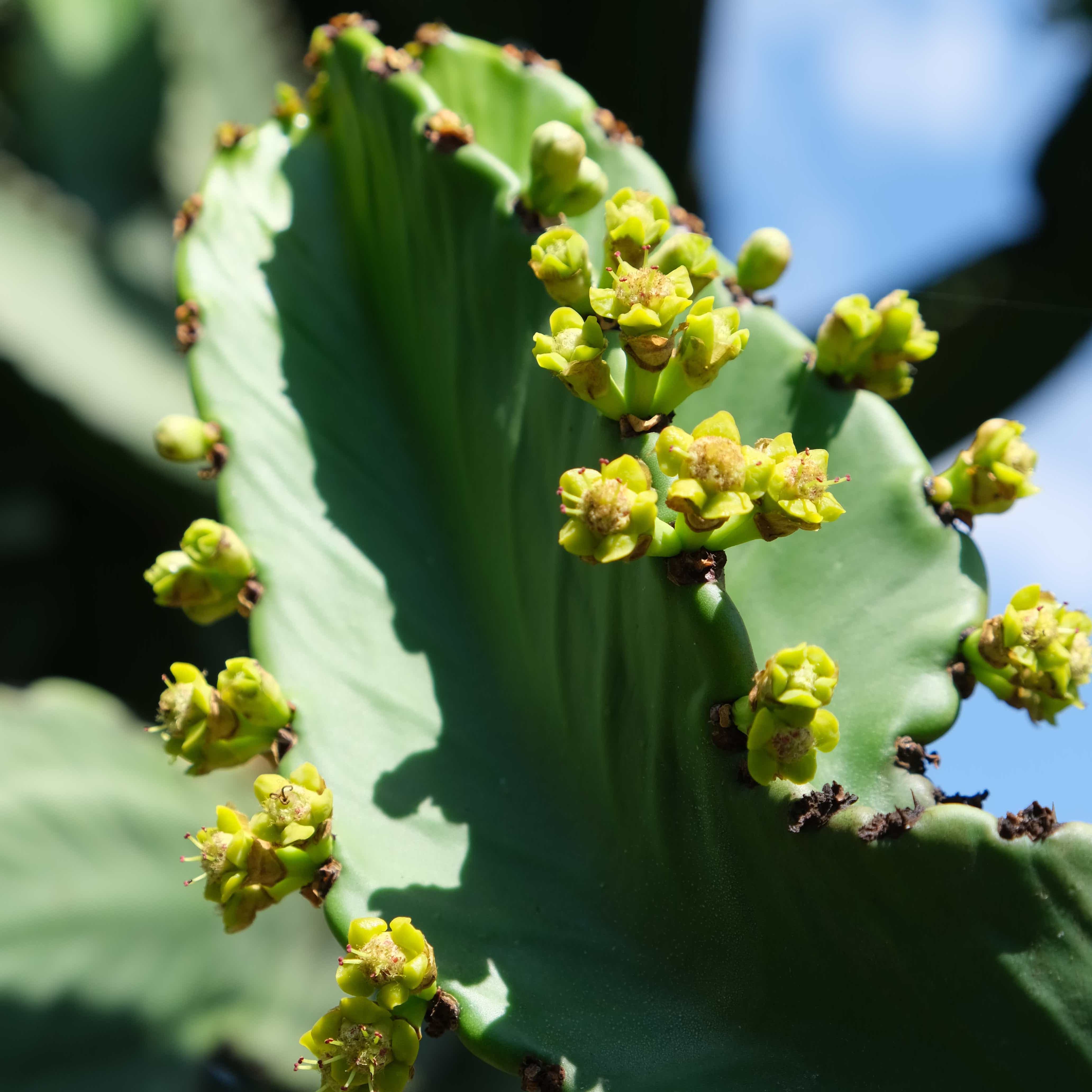 Cactus and Succulents: Cyphostemma juttae