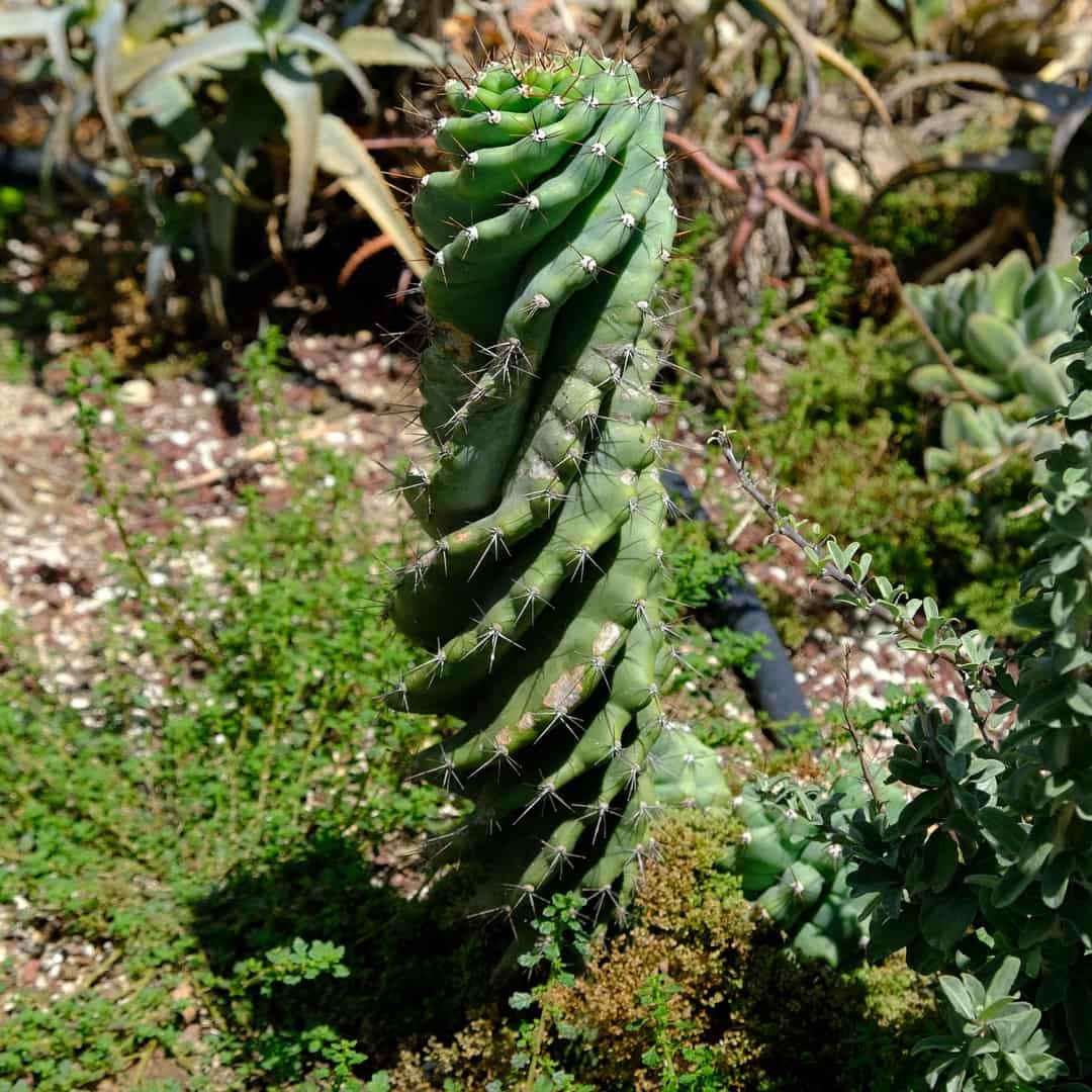 Cactus and Succulents: Cyphostemma juttae