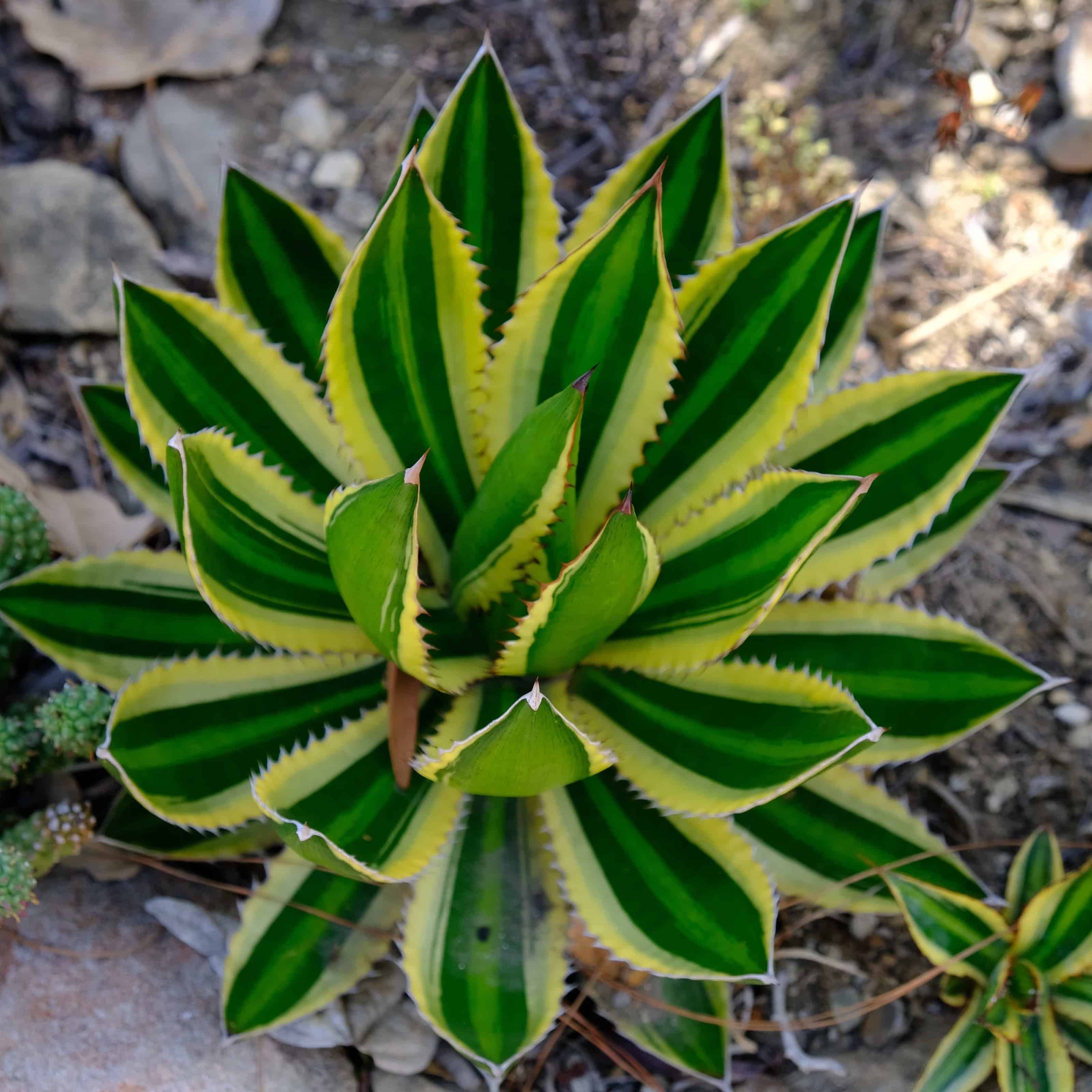 Agave and Hechtia: Hechtia argentea