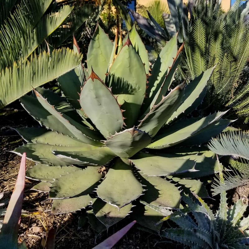 Agave and Hechtia Specimen Gallery