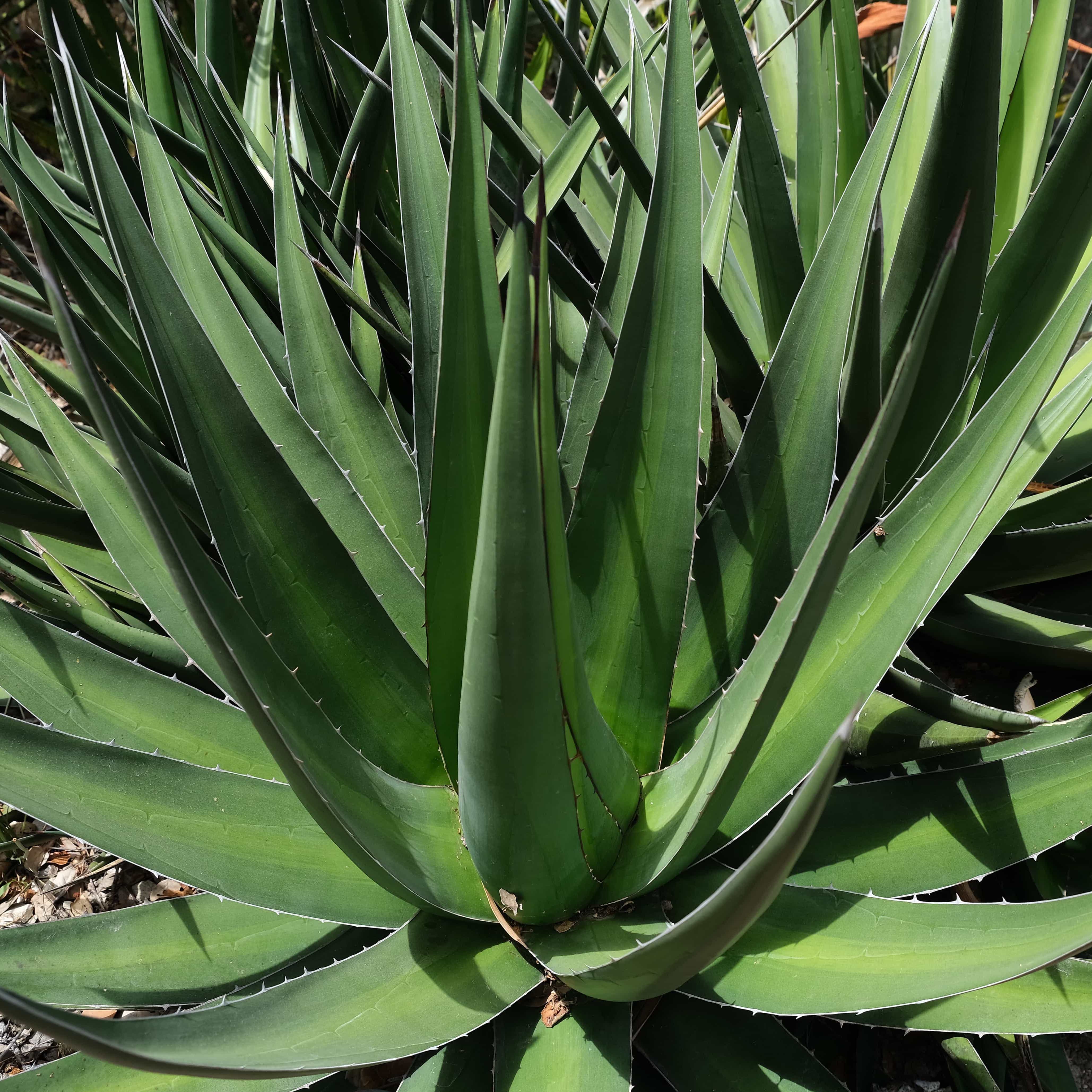 Agave and Hechtia Specimen Gallery