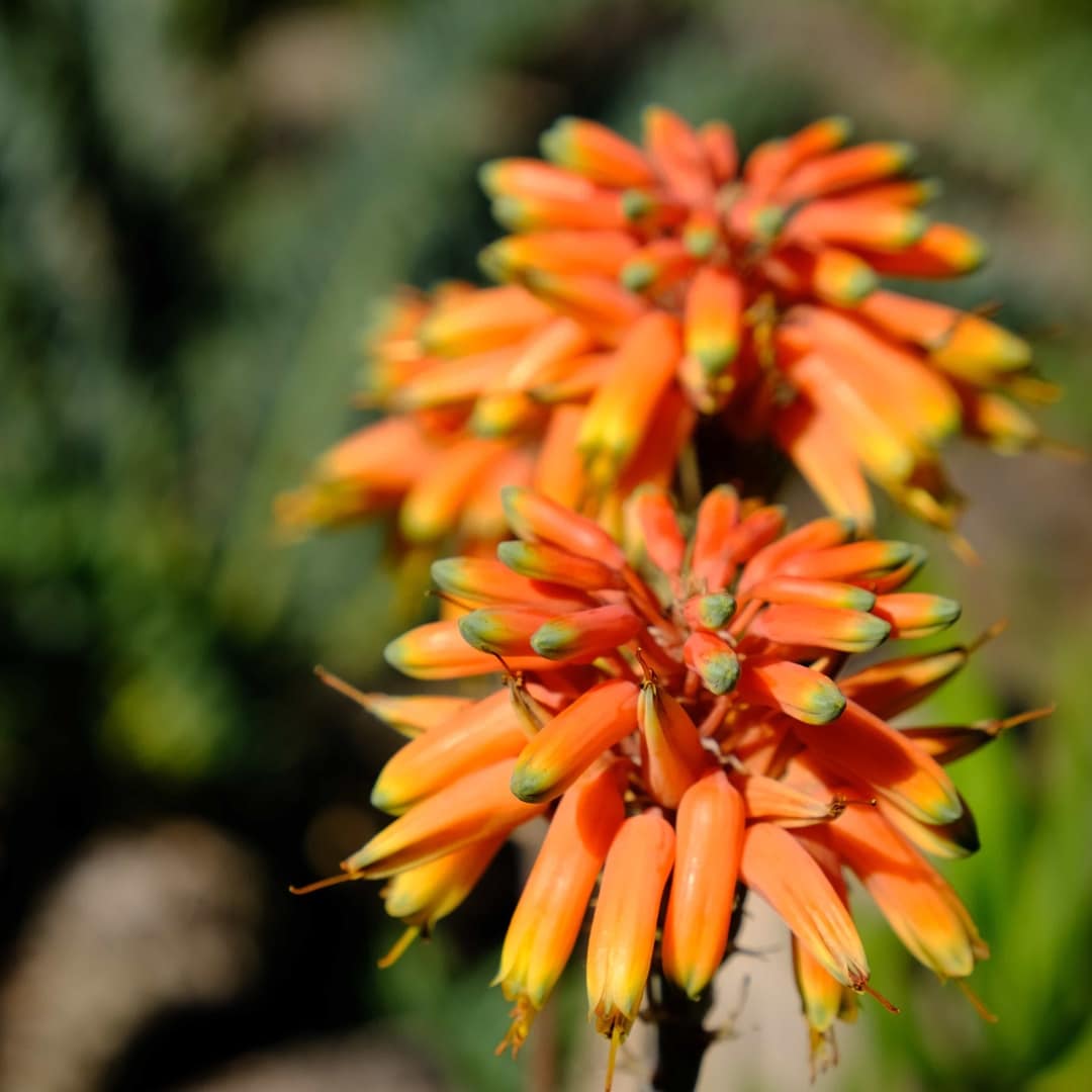 Aloes Specimen Gallery