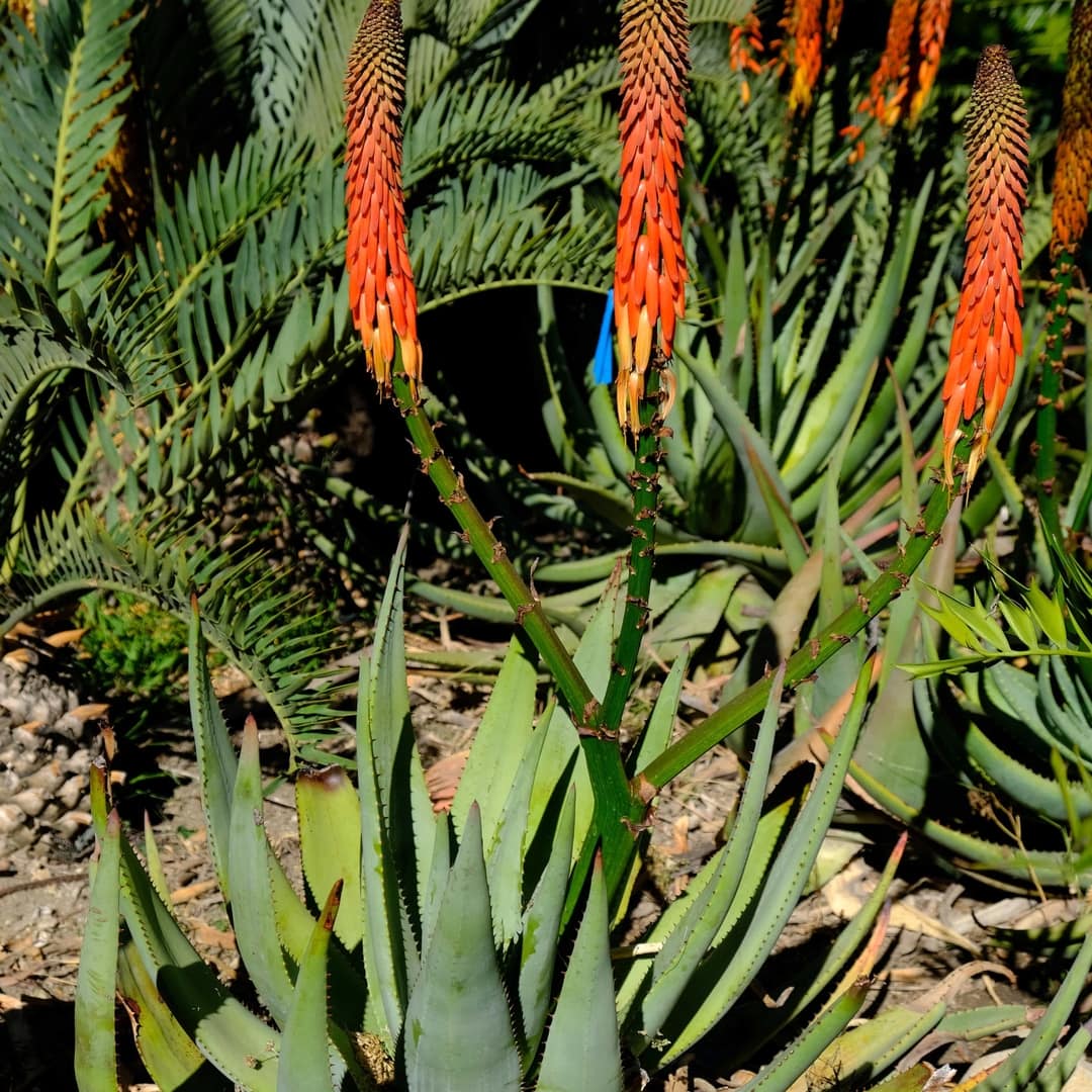 Aloes: Aloe "Hercules"