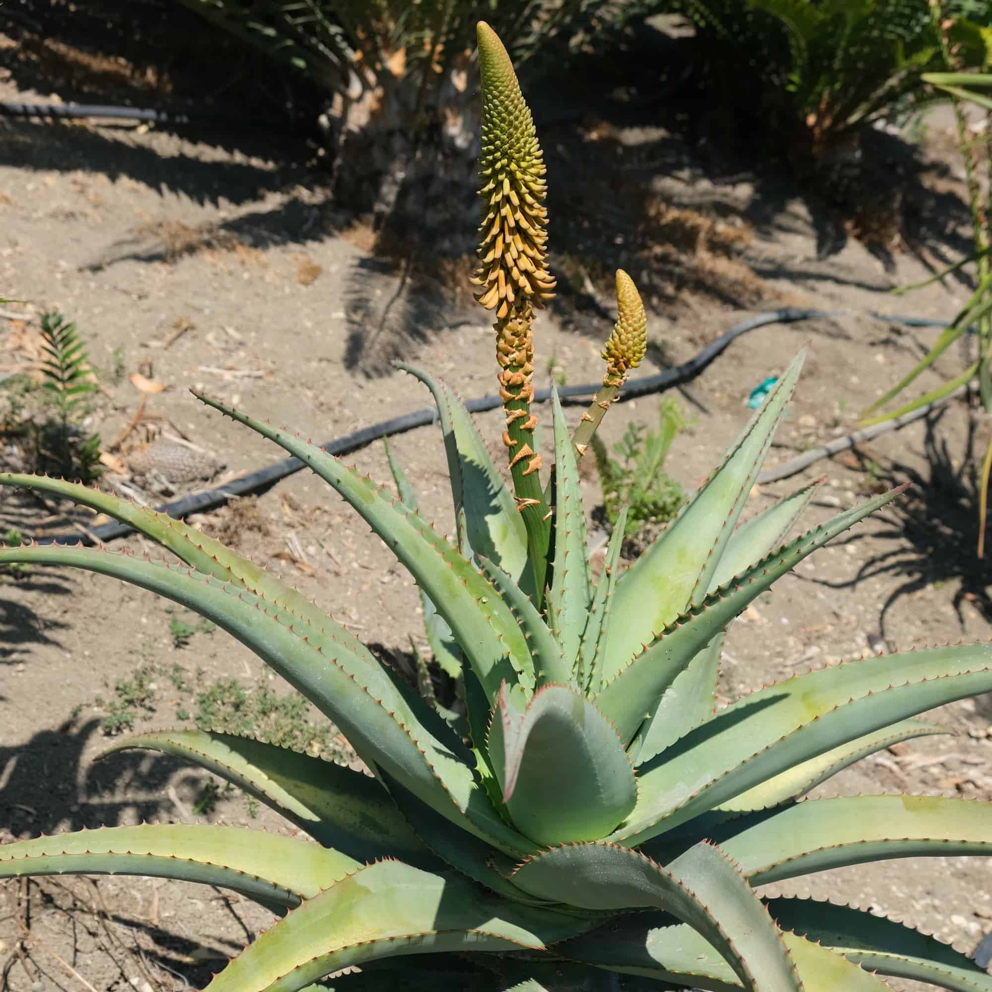 Aloes Specimen Gallery