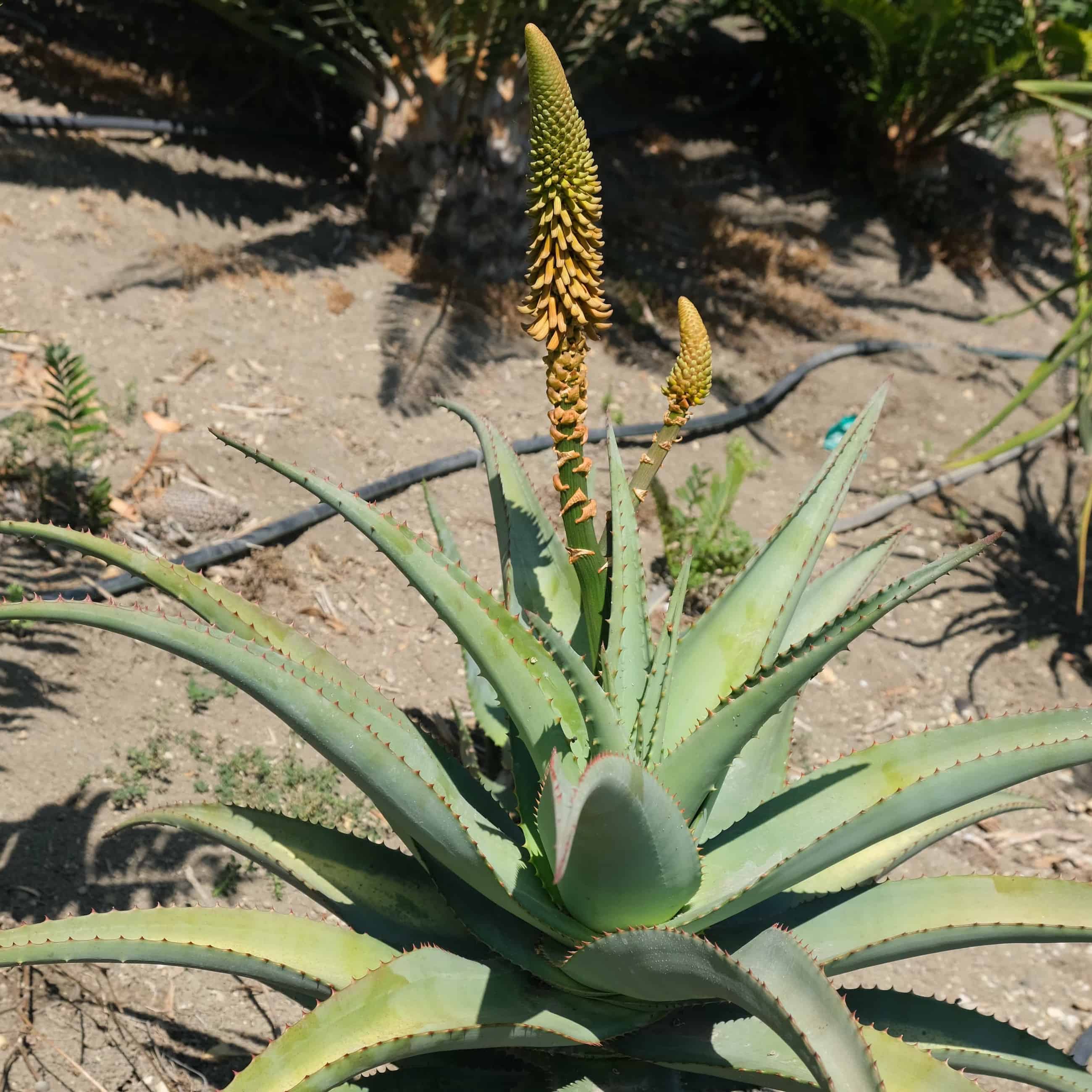 Aloes: Aloe cameronii