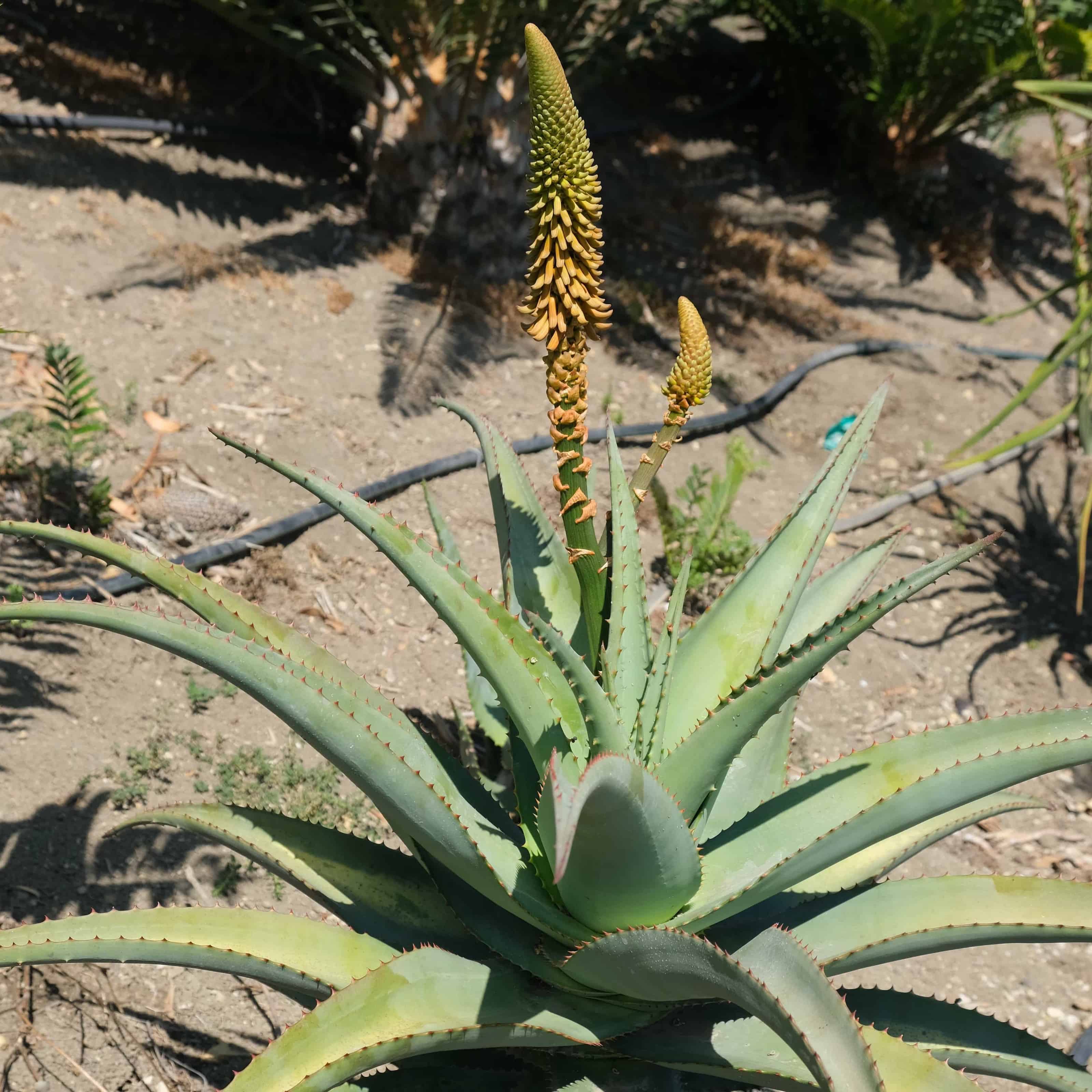 Aloes: Aloe elegans