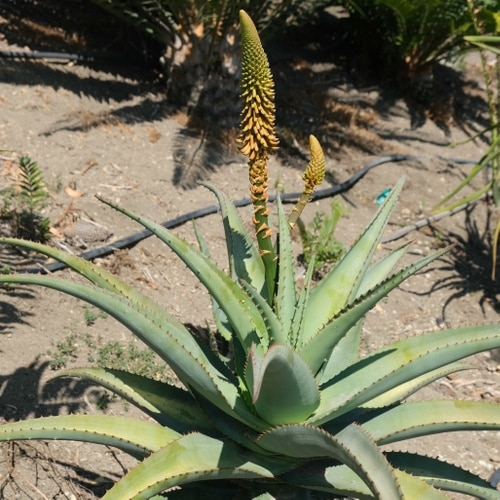 Aloes: Aloe excelsa