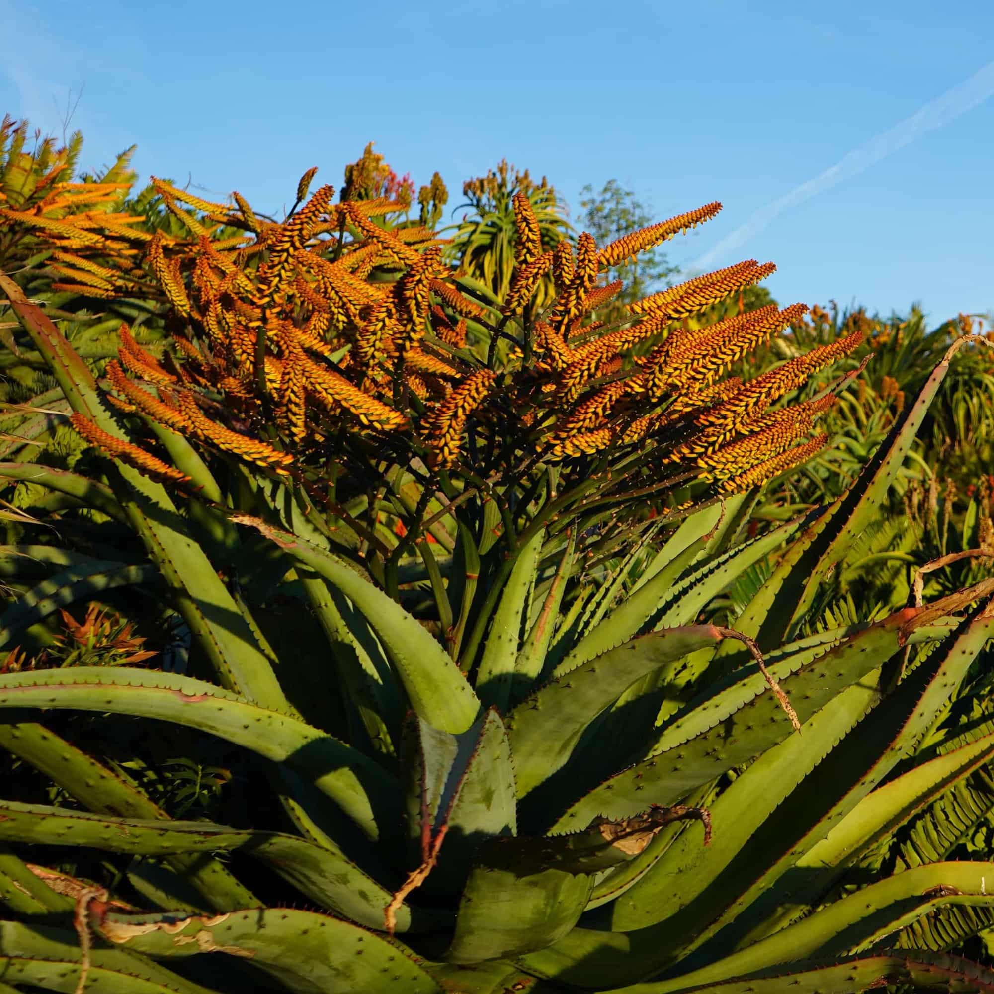 Aloes: Aloe "Hercules"