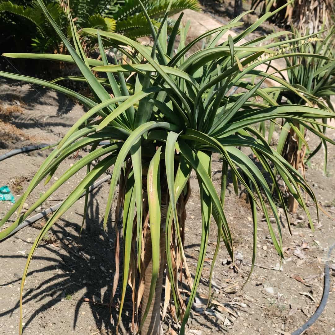 Aloes: Aloe barberae