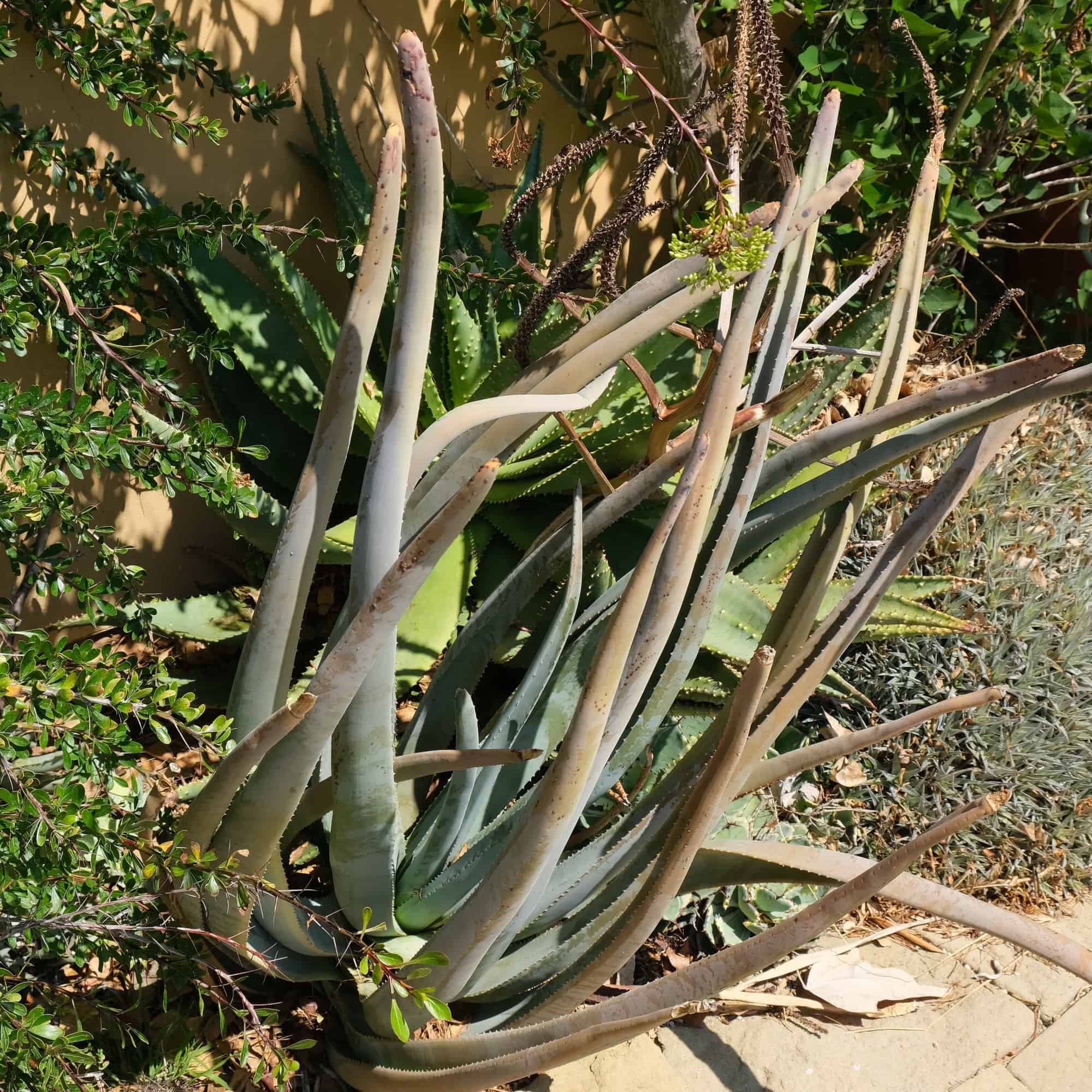 Aloes: Aloe excelsa