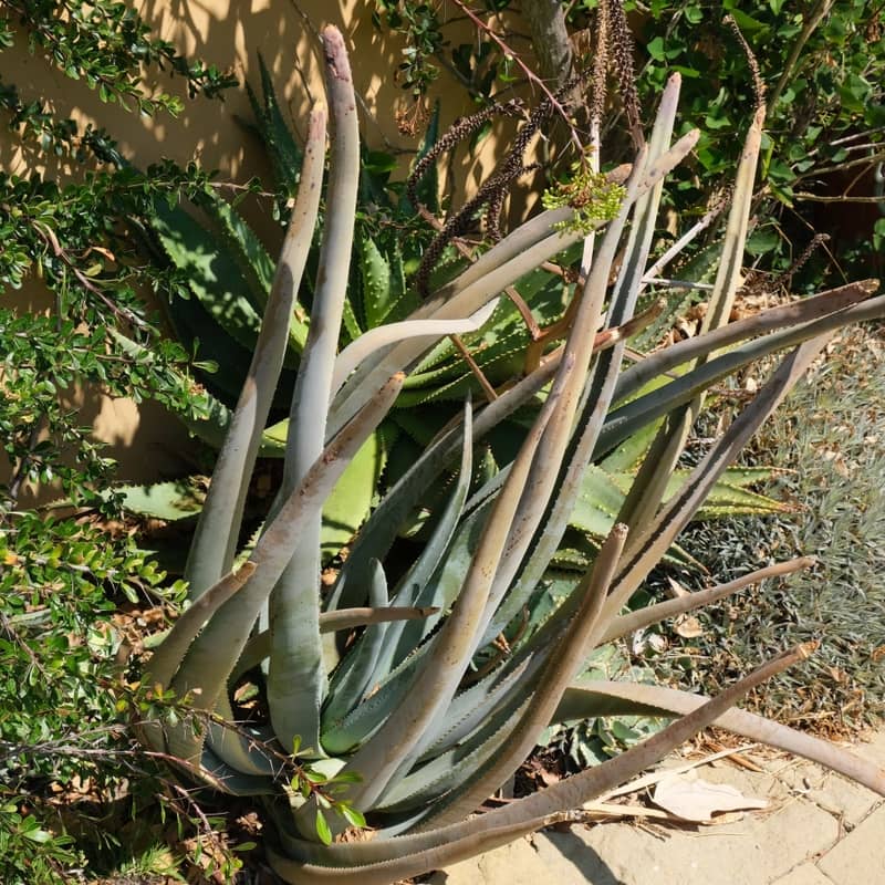 Aloes: Aloe excelsa