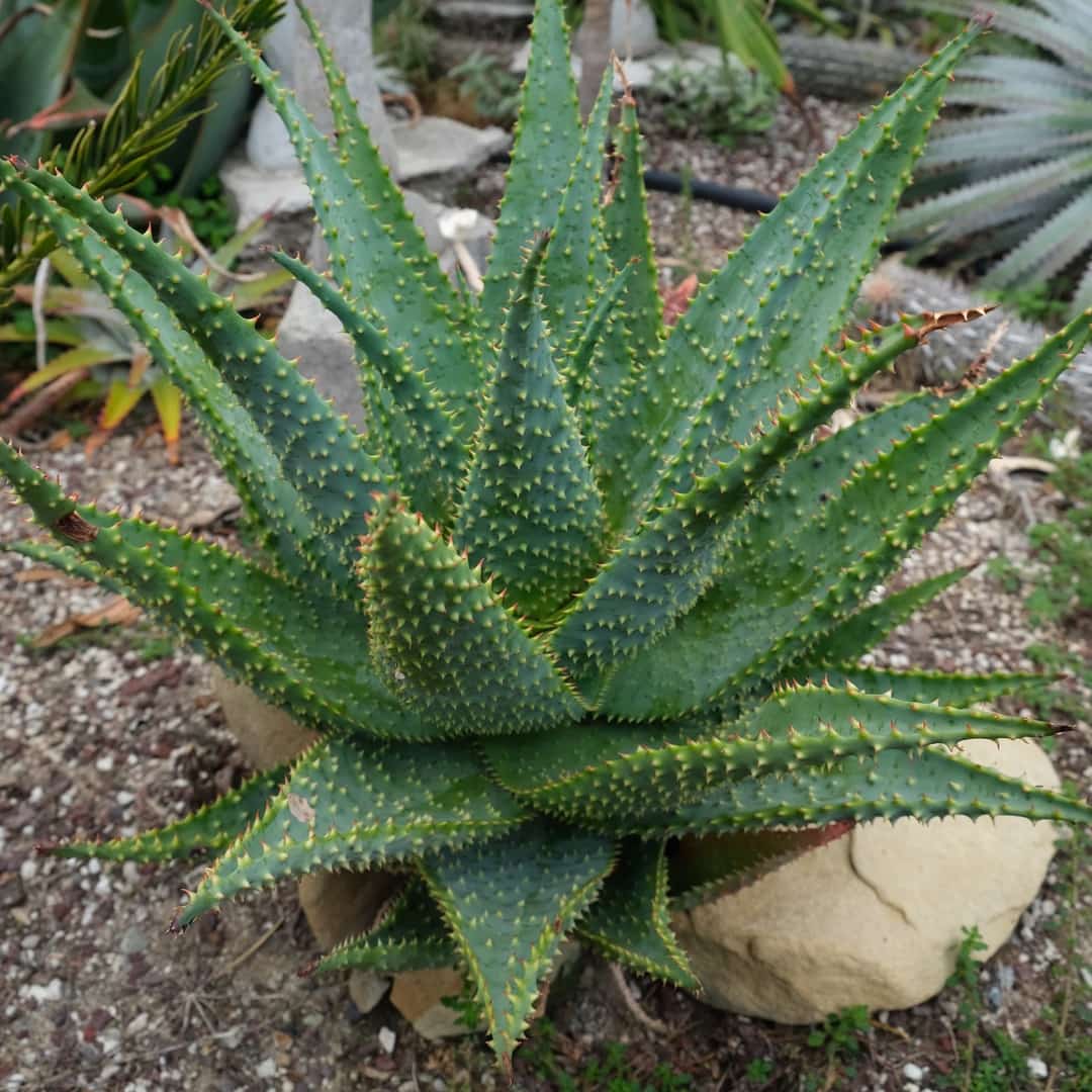Aloes Specimen Gallery