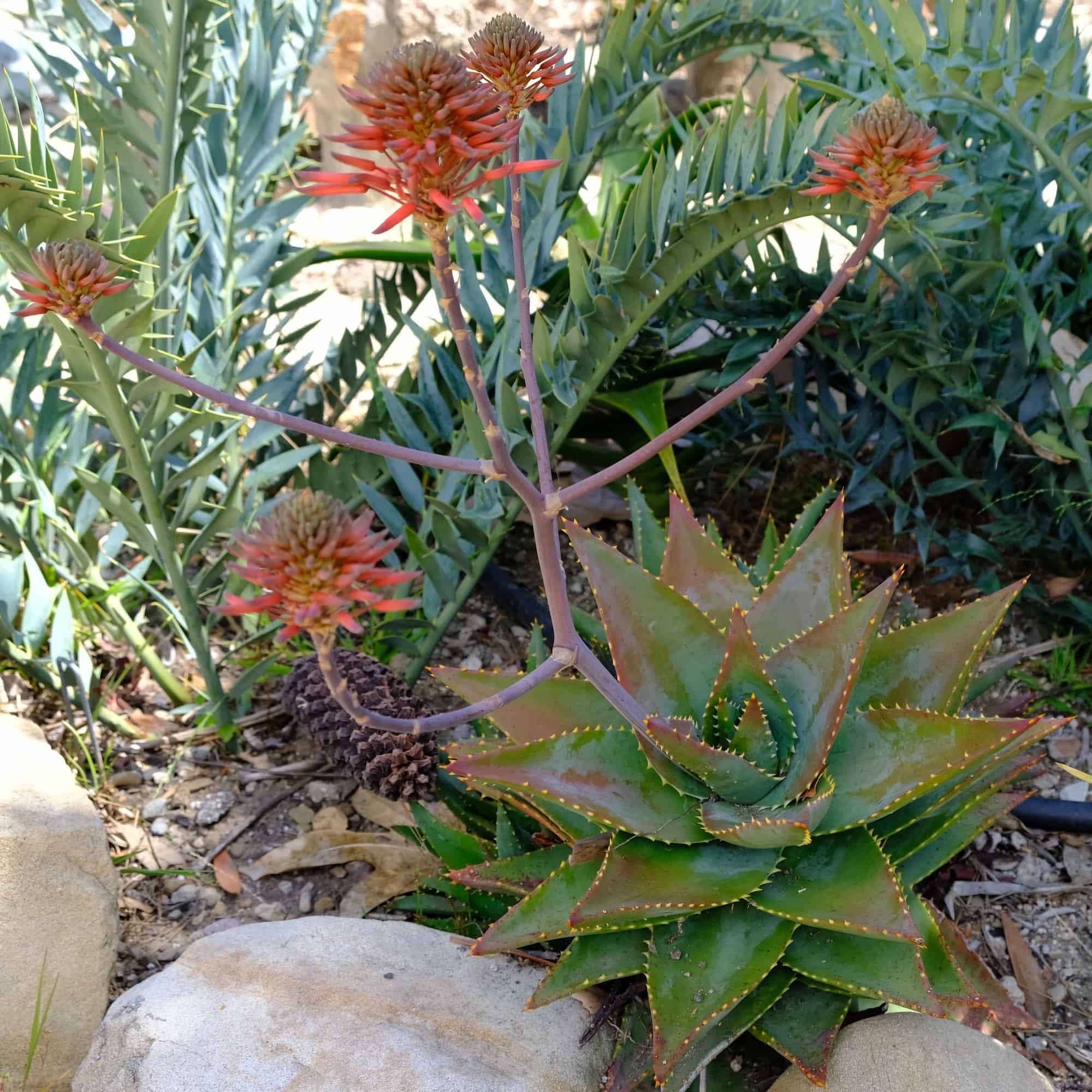 Aloes: Aloe rupestris