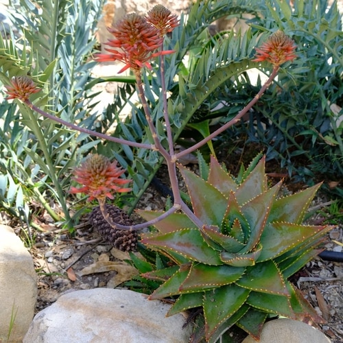Aloes: Aloe excelsa