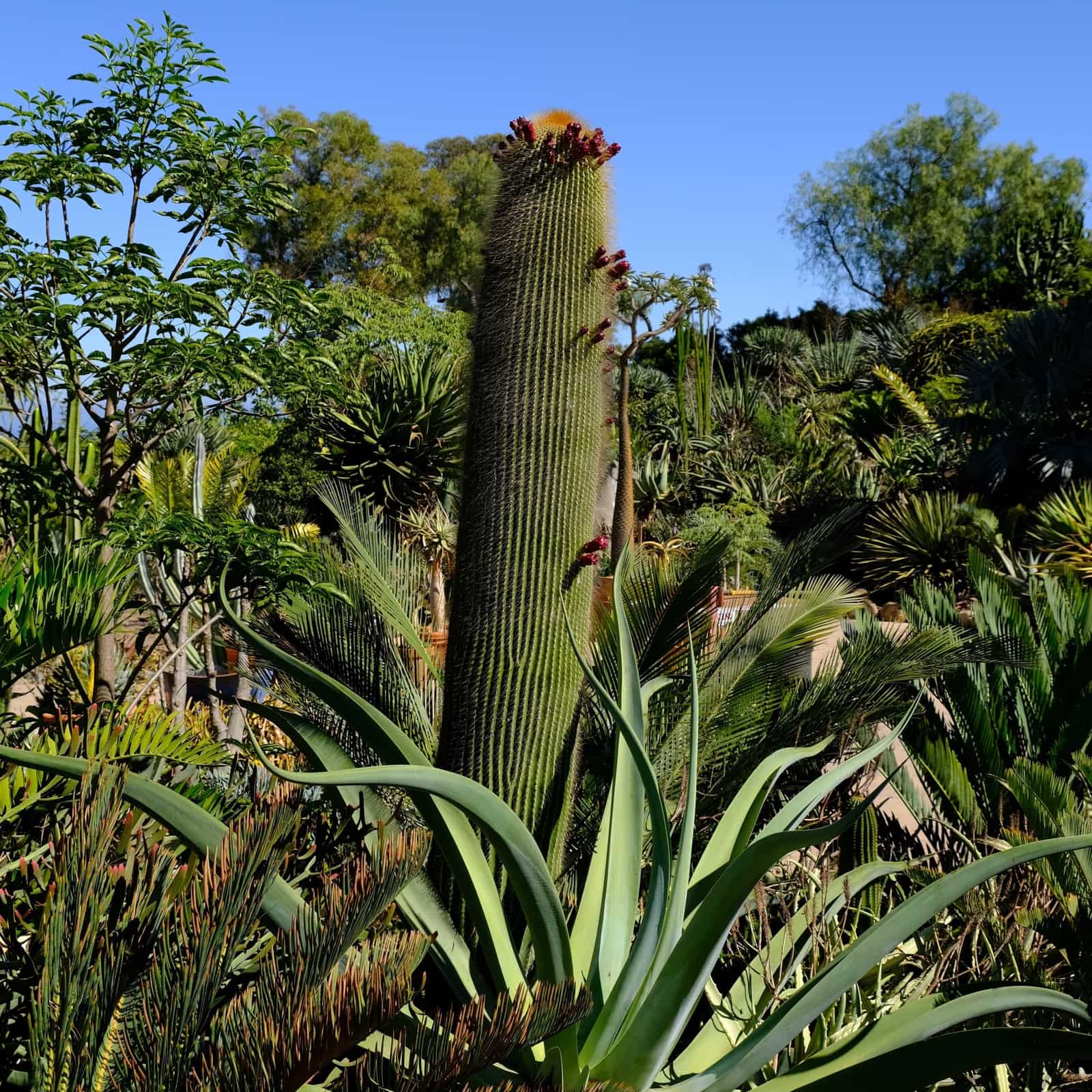 Cactus and Succulents Specimen Gallery