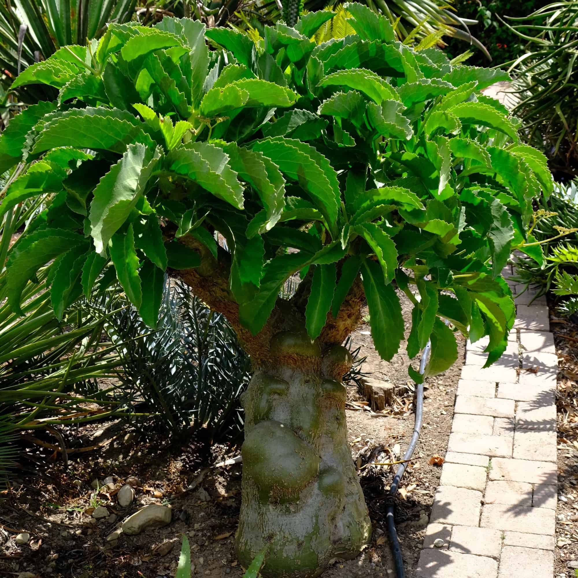 Cactus and Succulents: Cyphostemma juttae