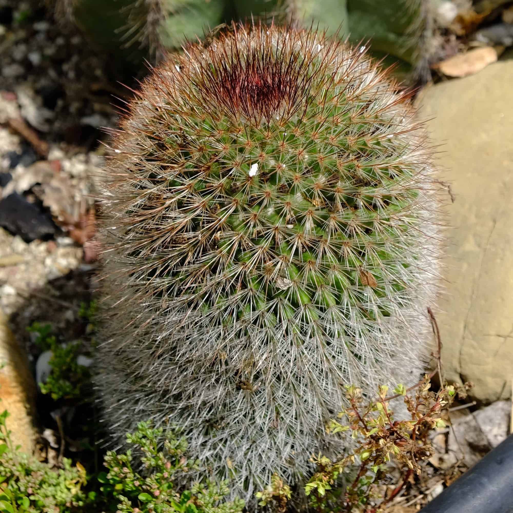 Cactus and Succulents: Cyphostemma currorii