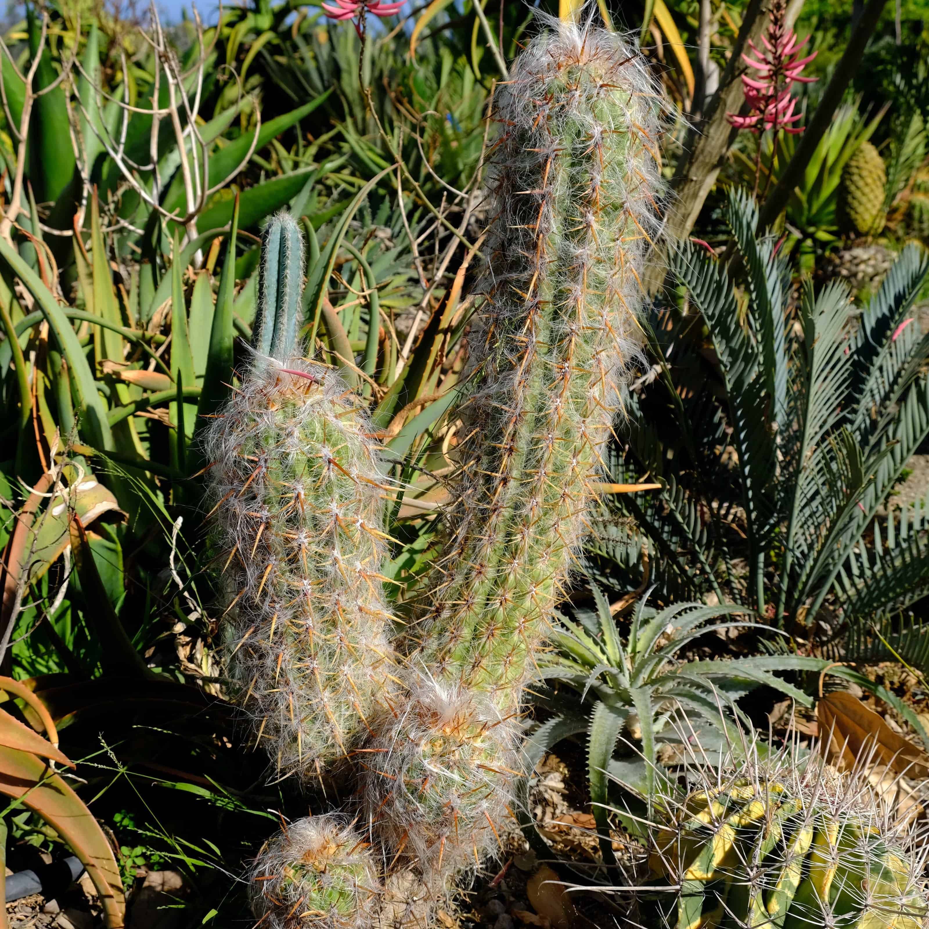 Cactus and Succulents: Cyphostemma juttae
