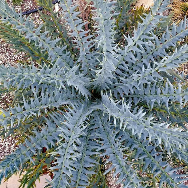 Cactus and Succulents: Cyphostemma juttae