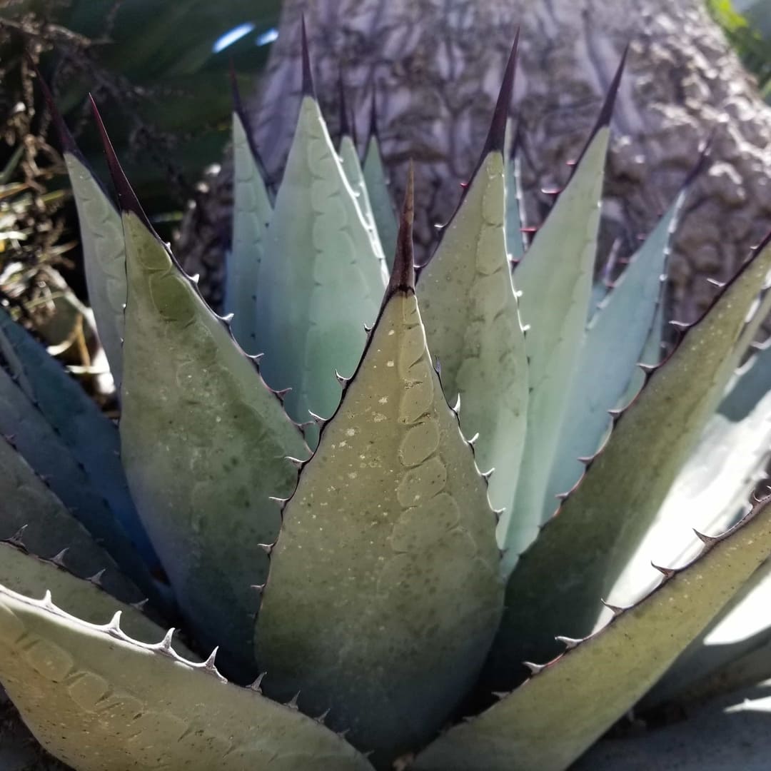 Cactus and Succulents: Cyphostemma juttae