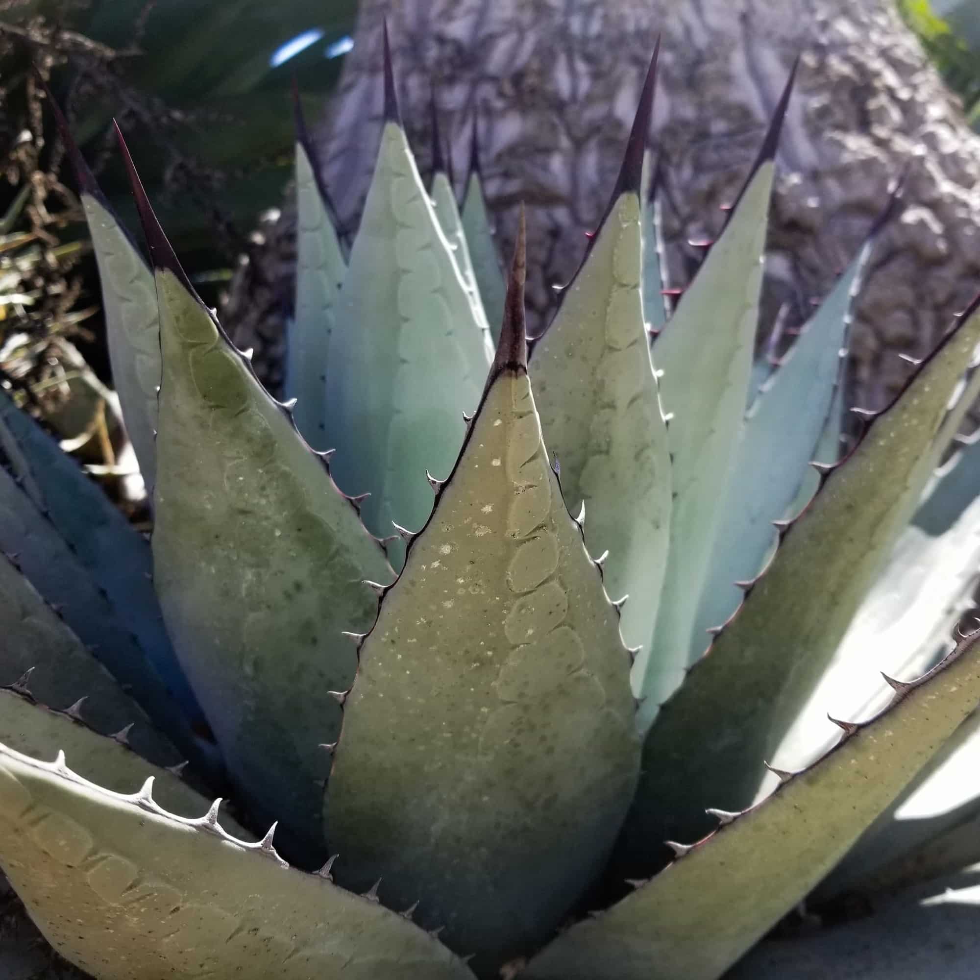 Cactus and Succulents: Cyphostemma juttae