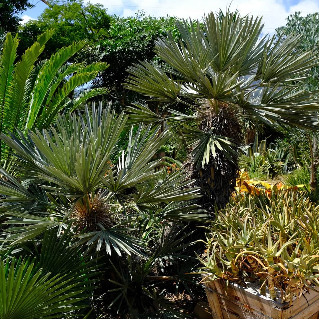 Cactus and Succulents: Cyphostemma juttae