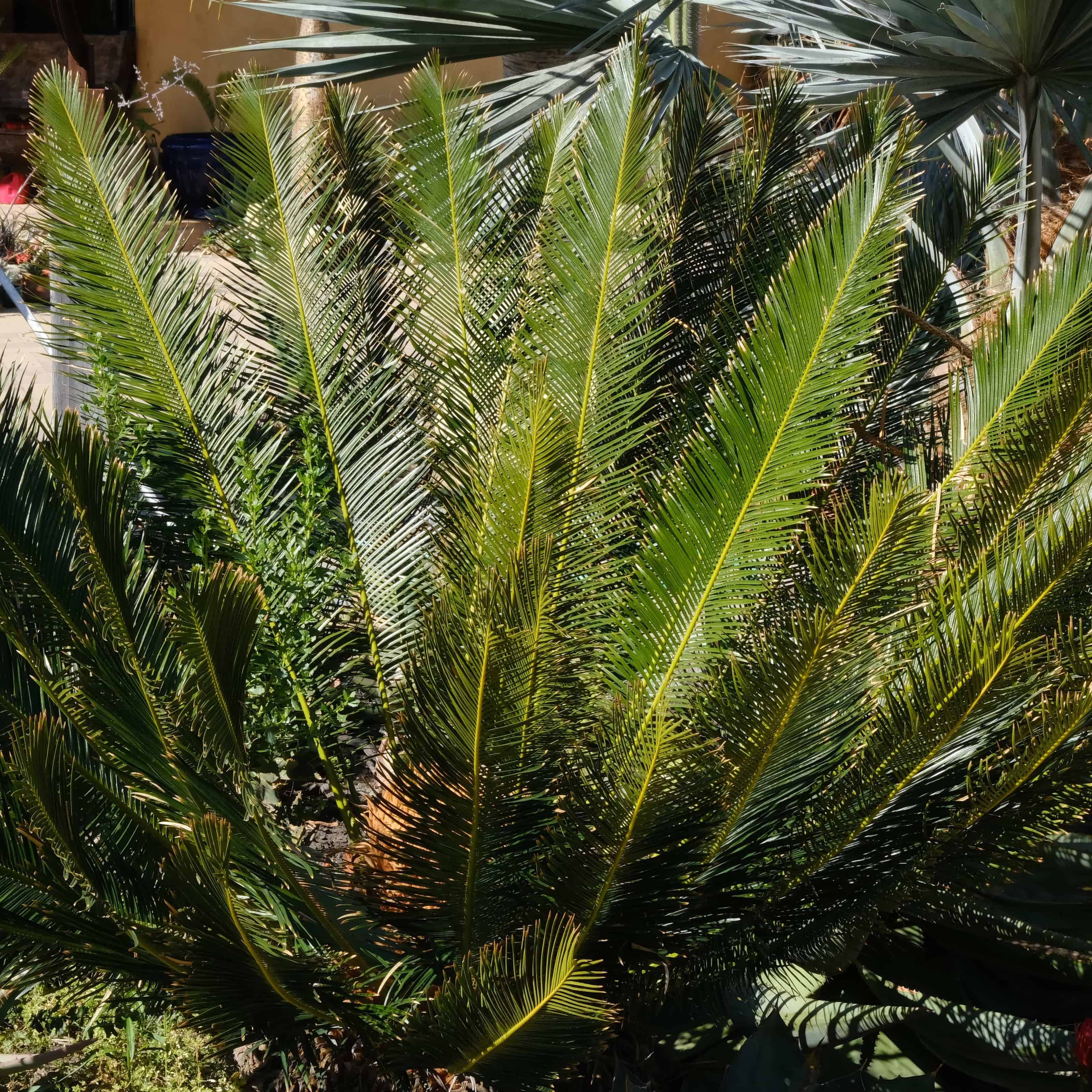 Cycads: Cycas panzhihuaensis