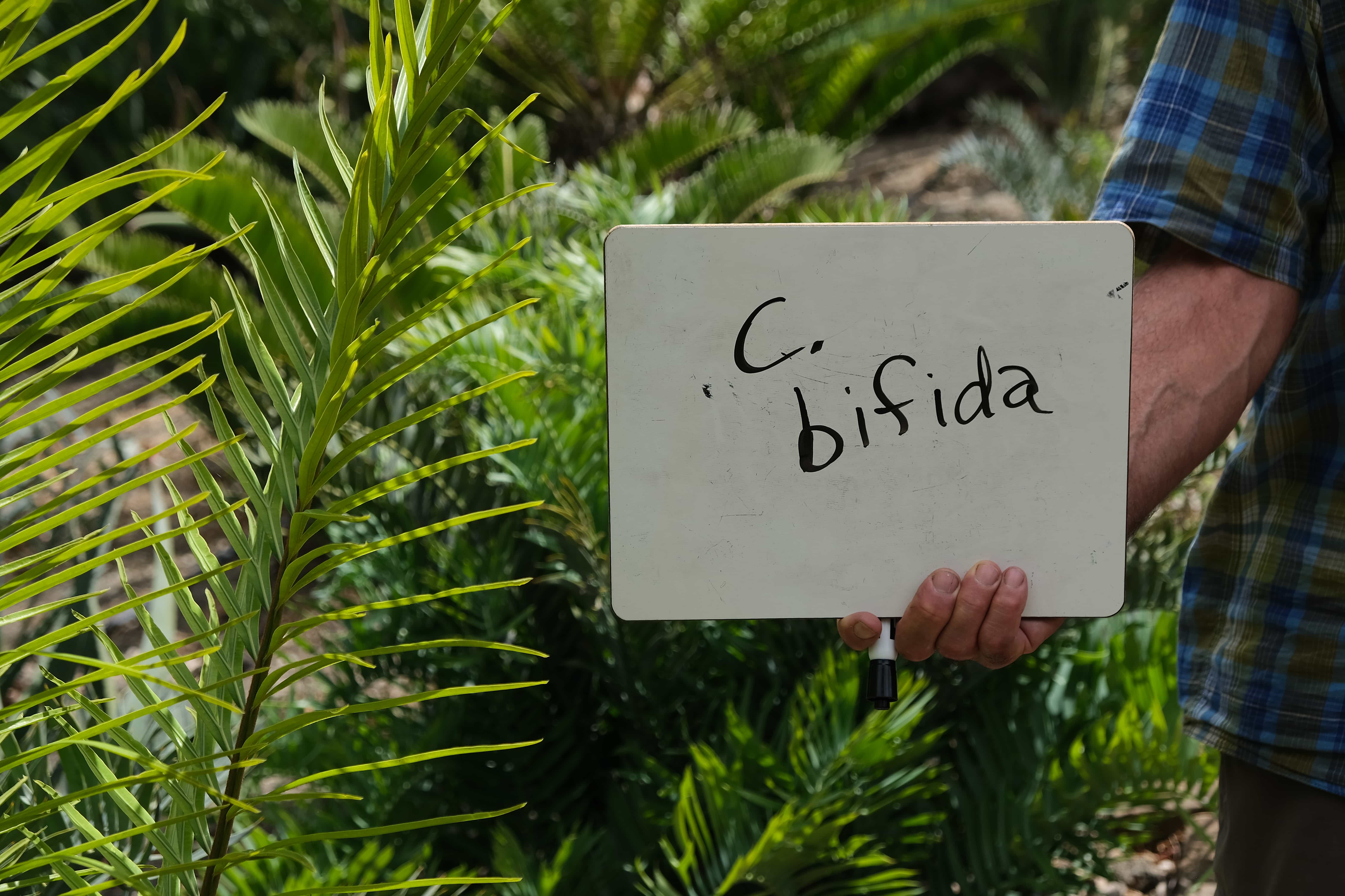 Cycads: Cycas bifida