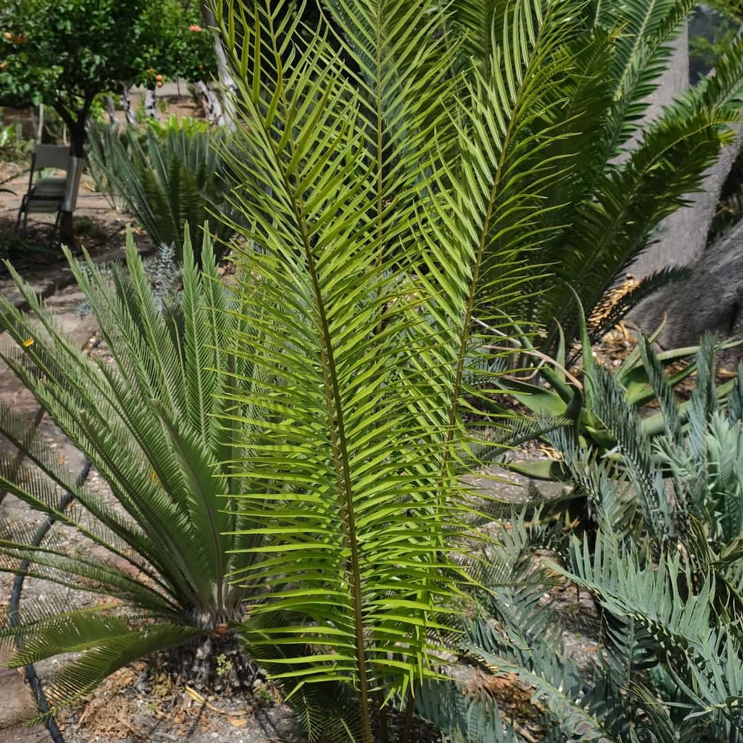 Cycads Specimen Gallery